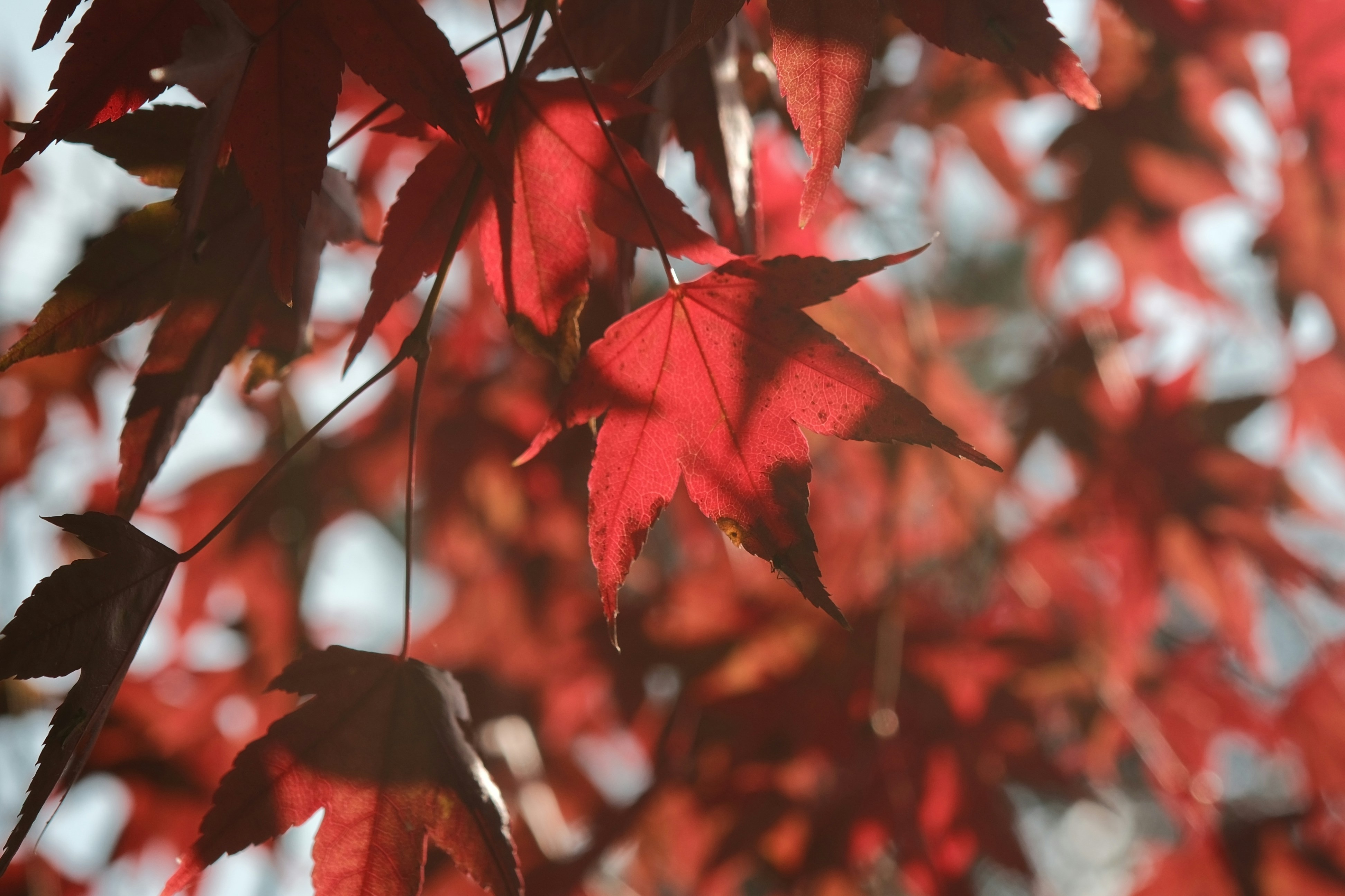 Vibrant red maple leaves dappled with sunlight, creating an enchanting autumn atmosphere.