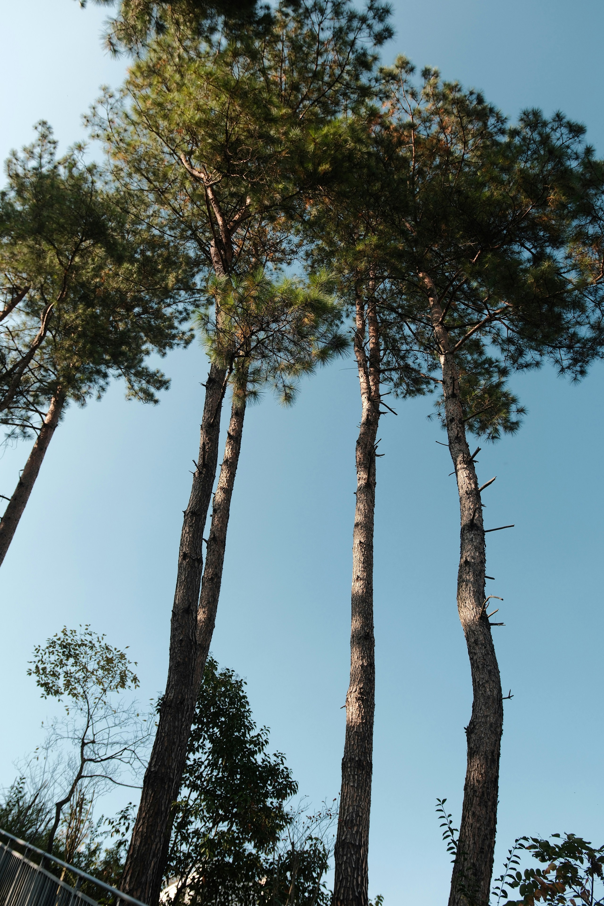 Three tall pine trees standing next to each other photo – Free Tree ...