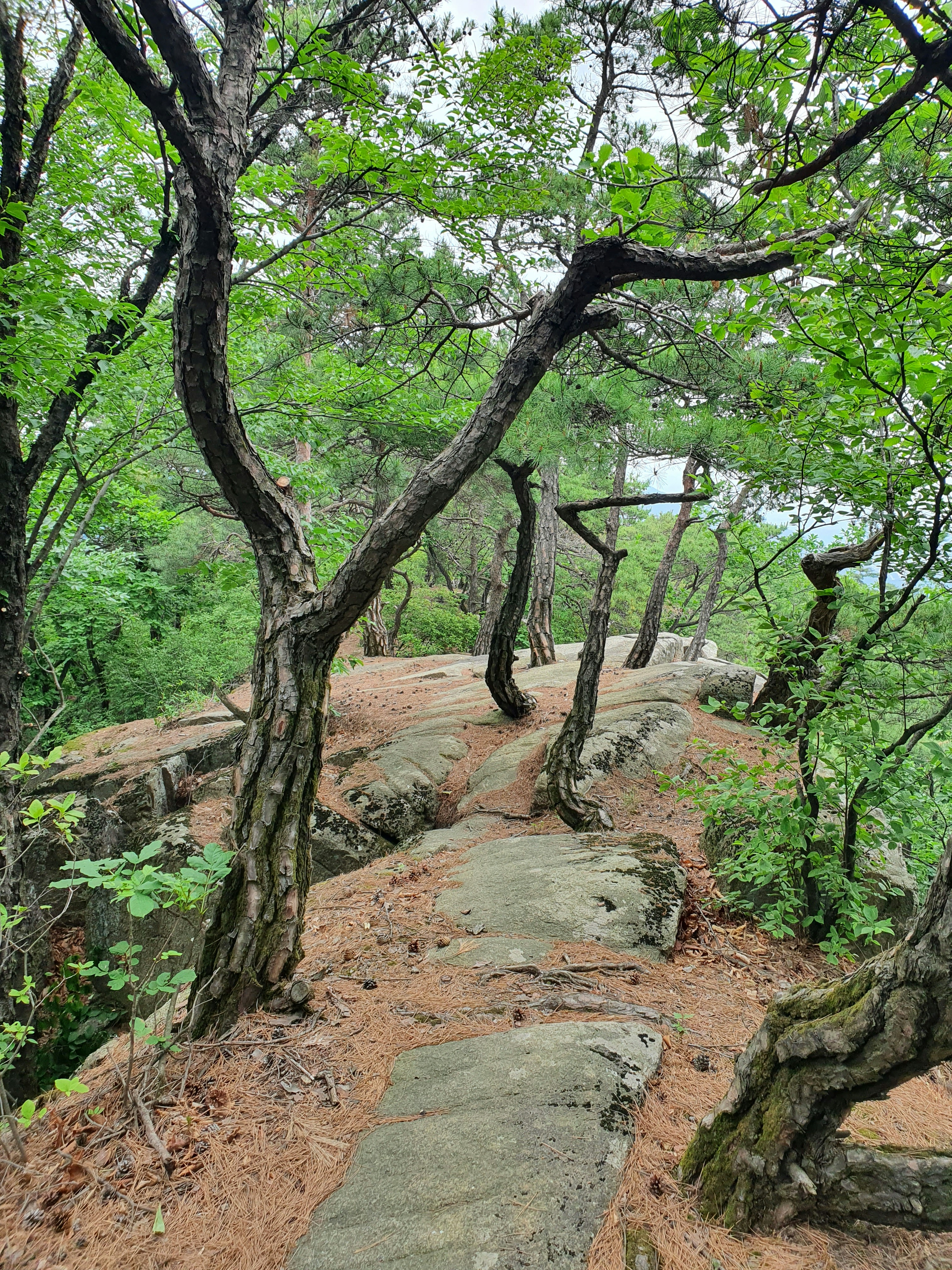 Un chemin de pierre au milieu d’une forêt photo – Photo Piste Gratuite ...