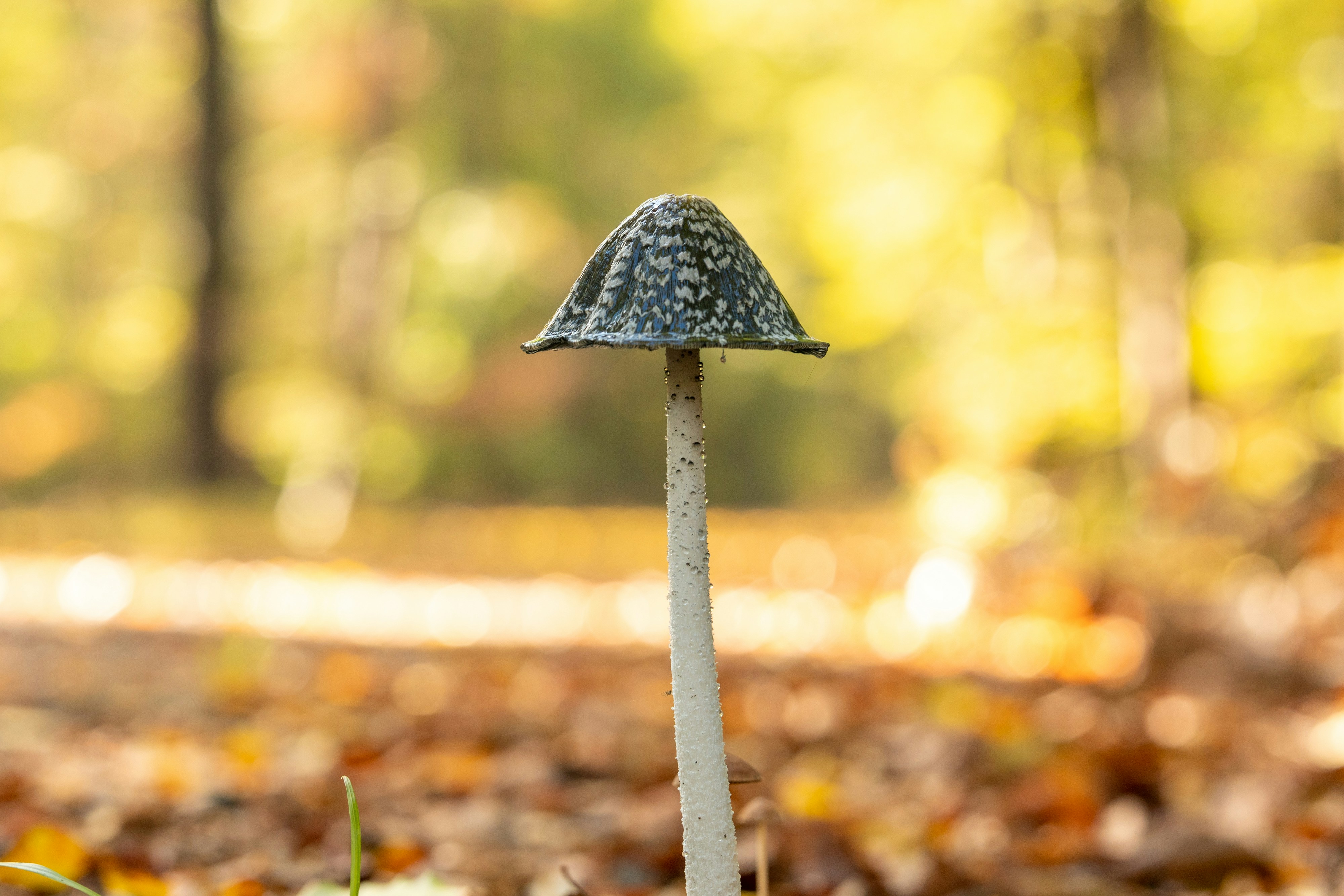 Mushroom Sentinel Amid Autumn Softness