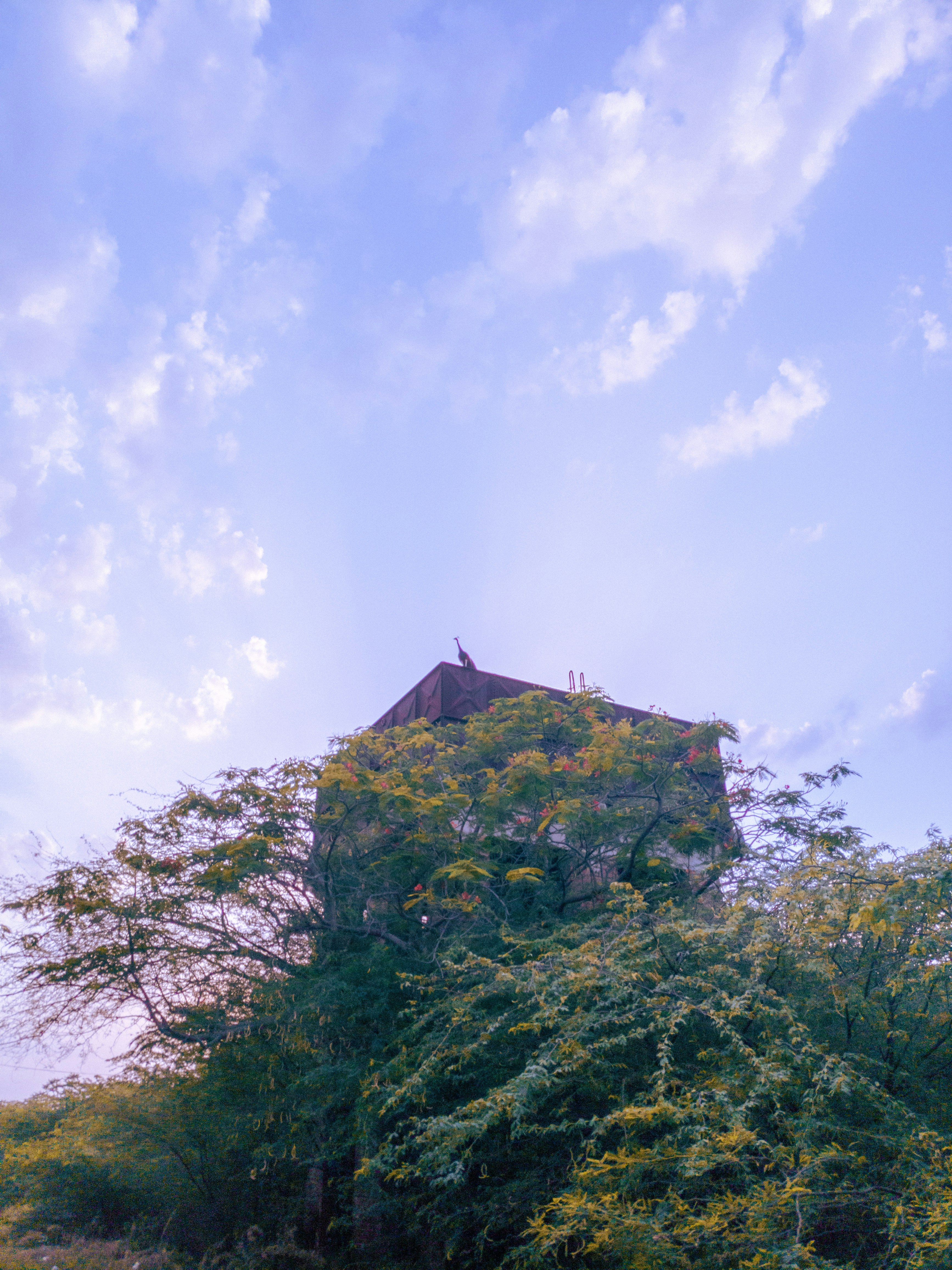 A modest building rises above a dense tree canopy on a hill, set against a bright blue sky with scattered clouds.