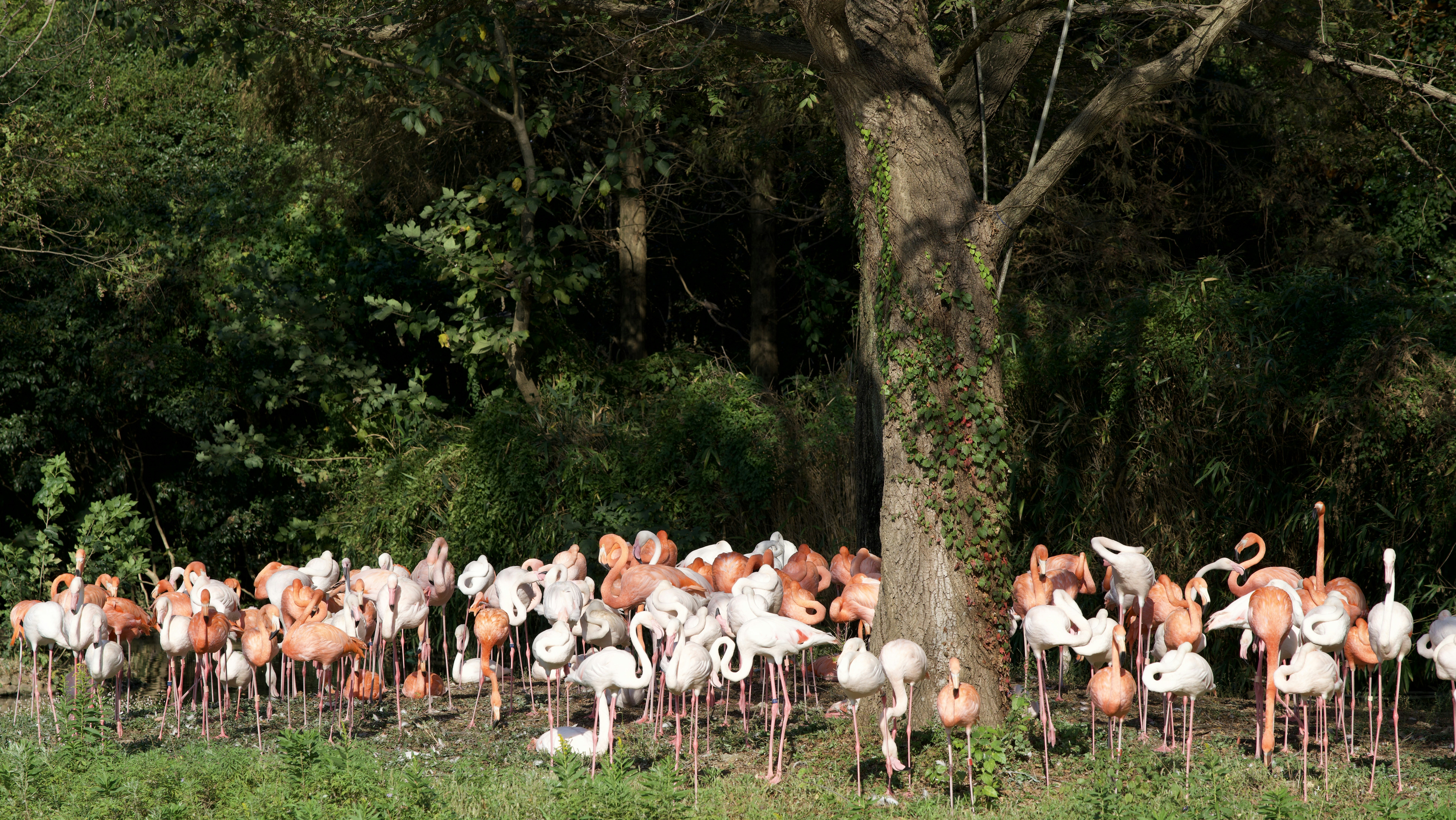 A group of flamingos standing around a tree photo – Free Forest Image on Unsplash
