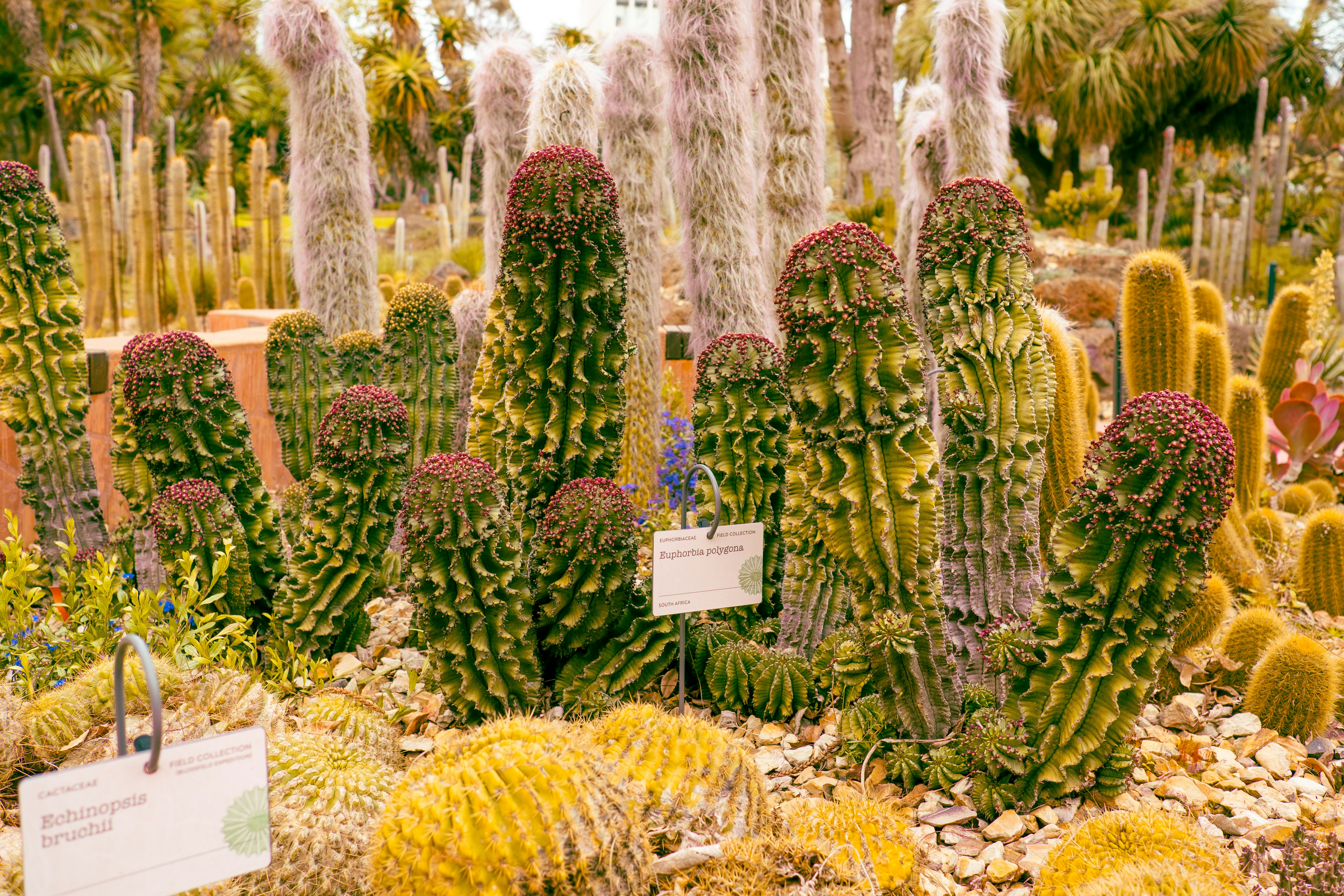 Sunlit Spires of Velvet Cacti: A Desert Conservatory Portrait