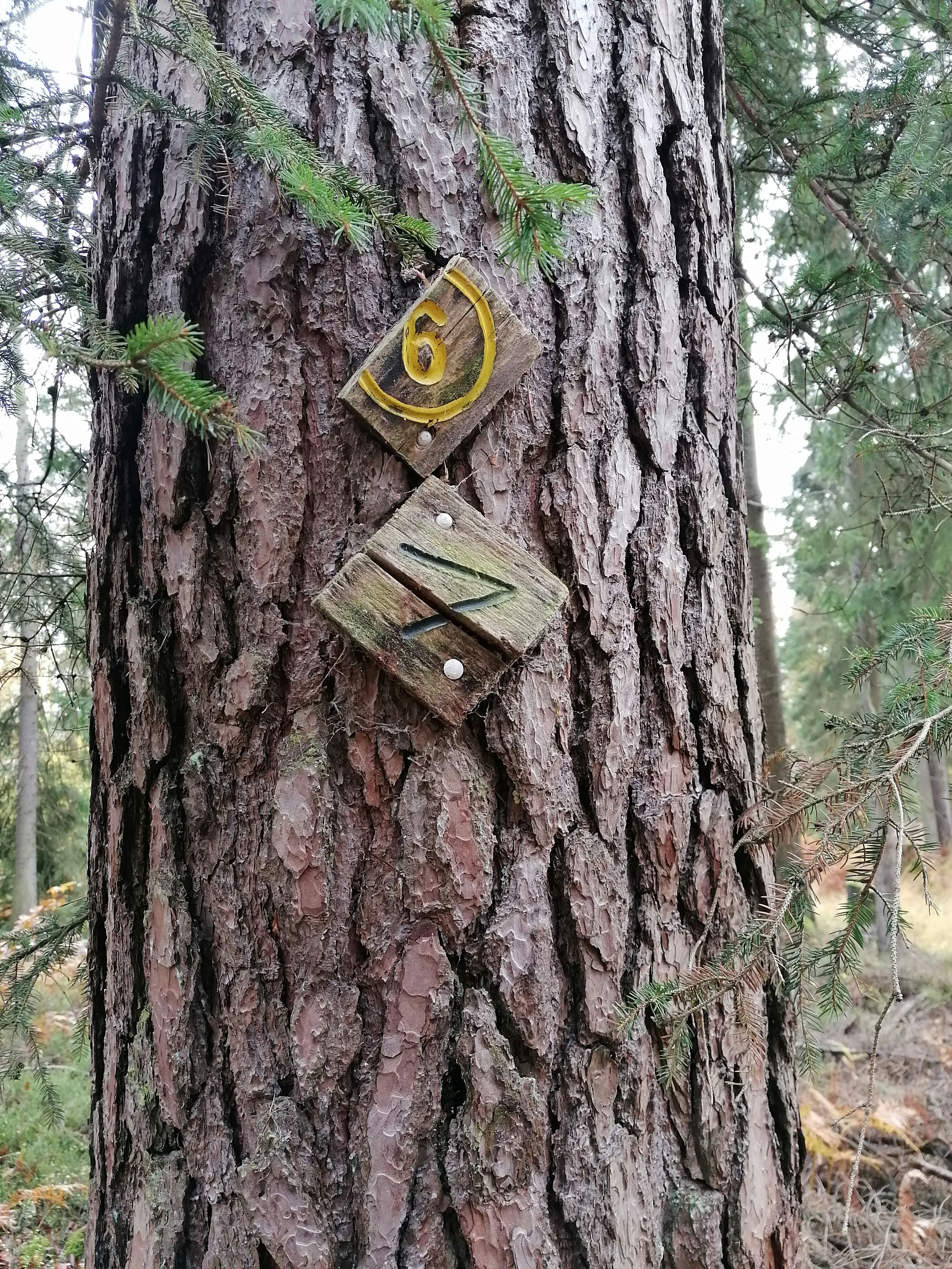Photo of a rugged pine trunk bearing two weathered trail markers attached to the bark, forming a rustic focal point.