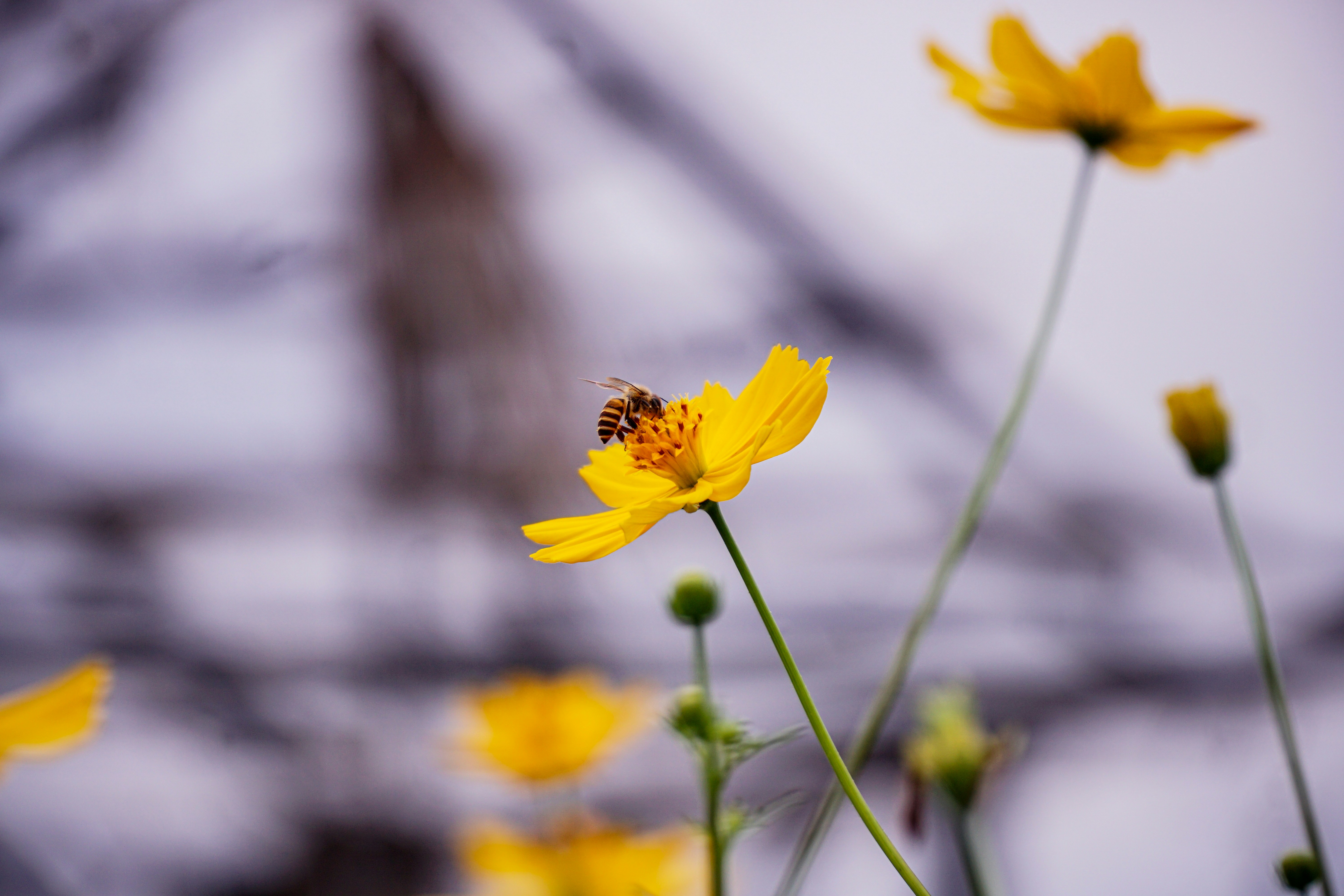 Bee on a Sunlit Yellow Blossom, Framed by Velvet Blur