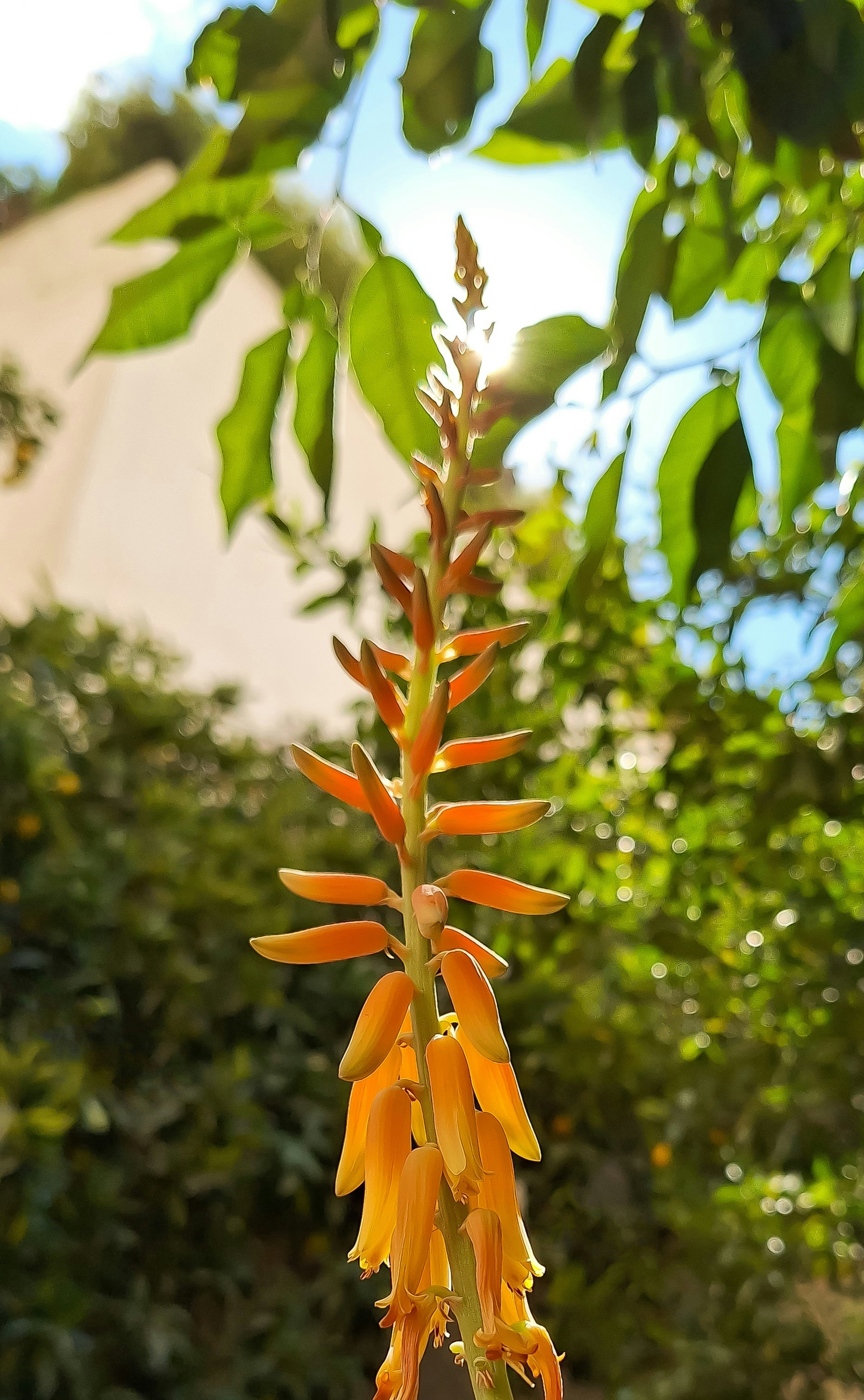 Sunlit orange bloom rises through a blur of green in a sun-drenched garden. The shallow depth of field keeps the flower in sharp focus against softly blurred foliage.