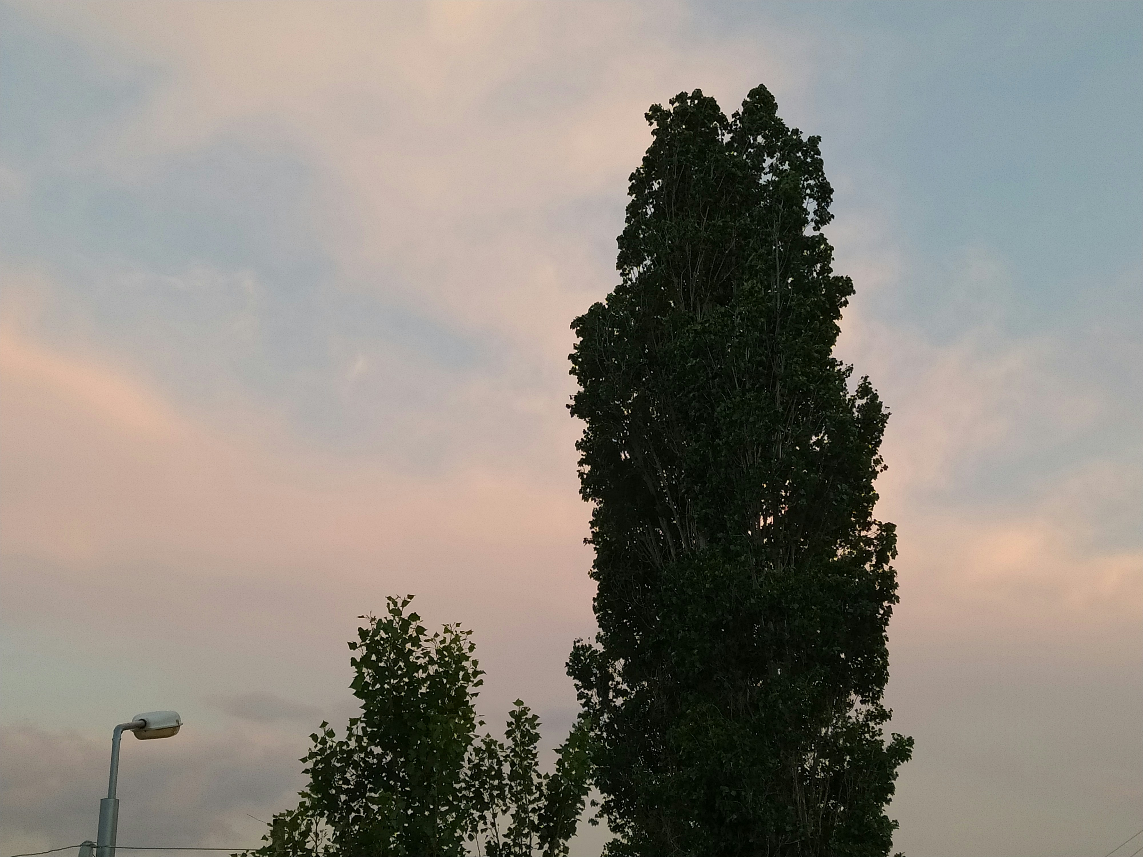A photograph of a tall poplar dominating the frame against a pastel sunset, with a streetlamp and smaller trees in the left foreground. The tranquil urban edge is bathed in warm evening light.