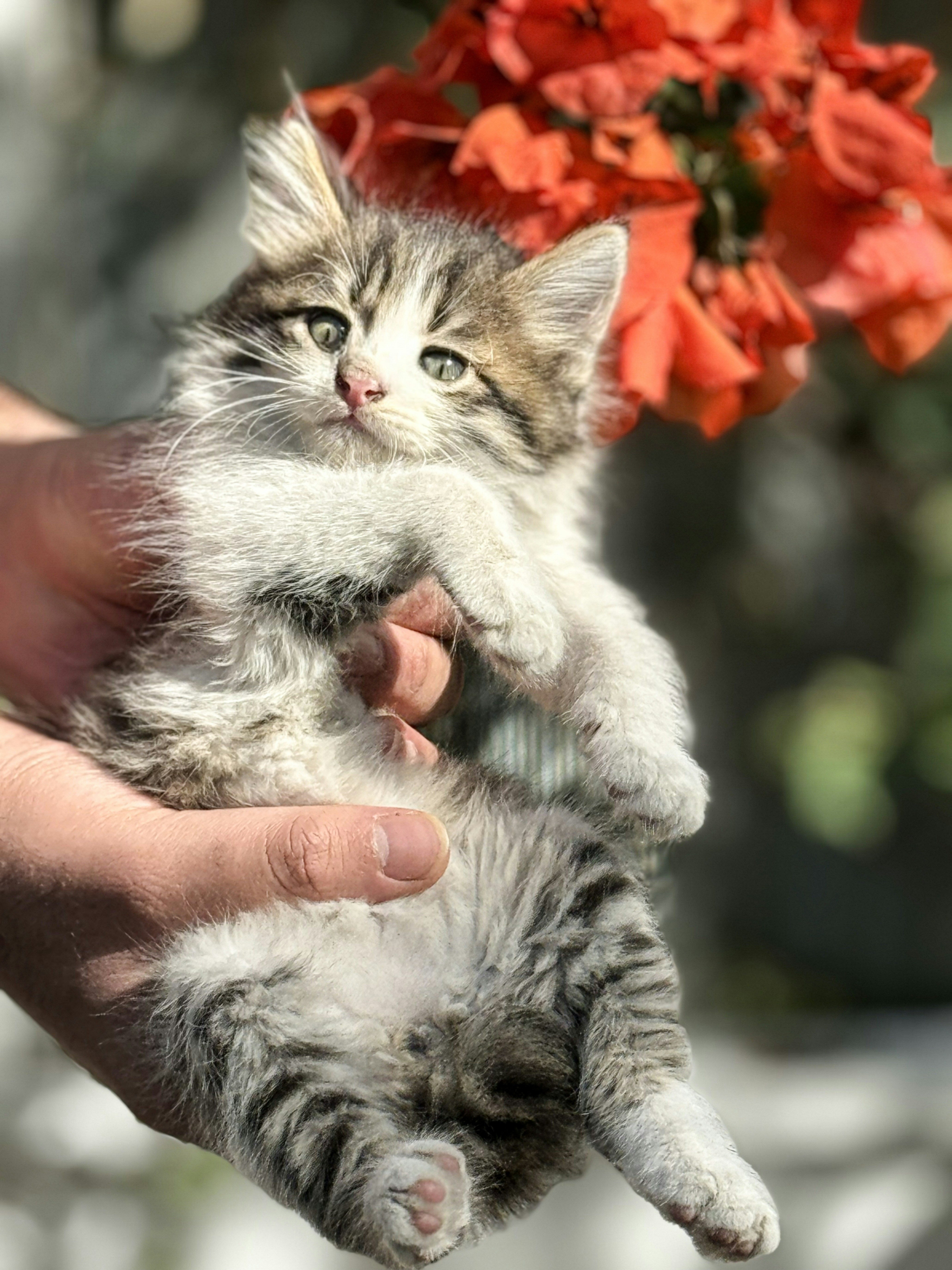Sunlit Mischief: A Tiny Kitten Grasped Between Gentle Fingers Before Red Blossoms