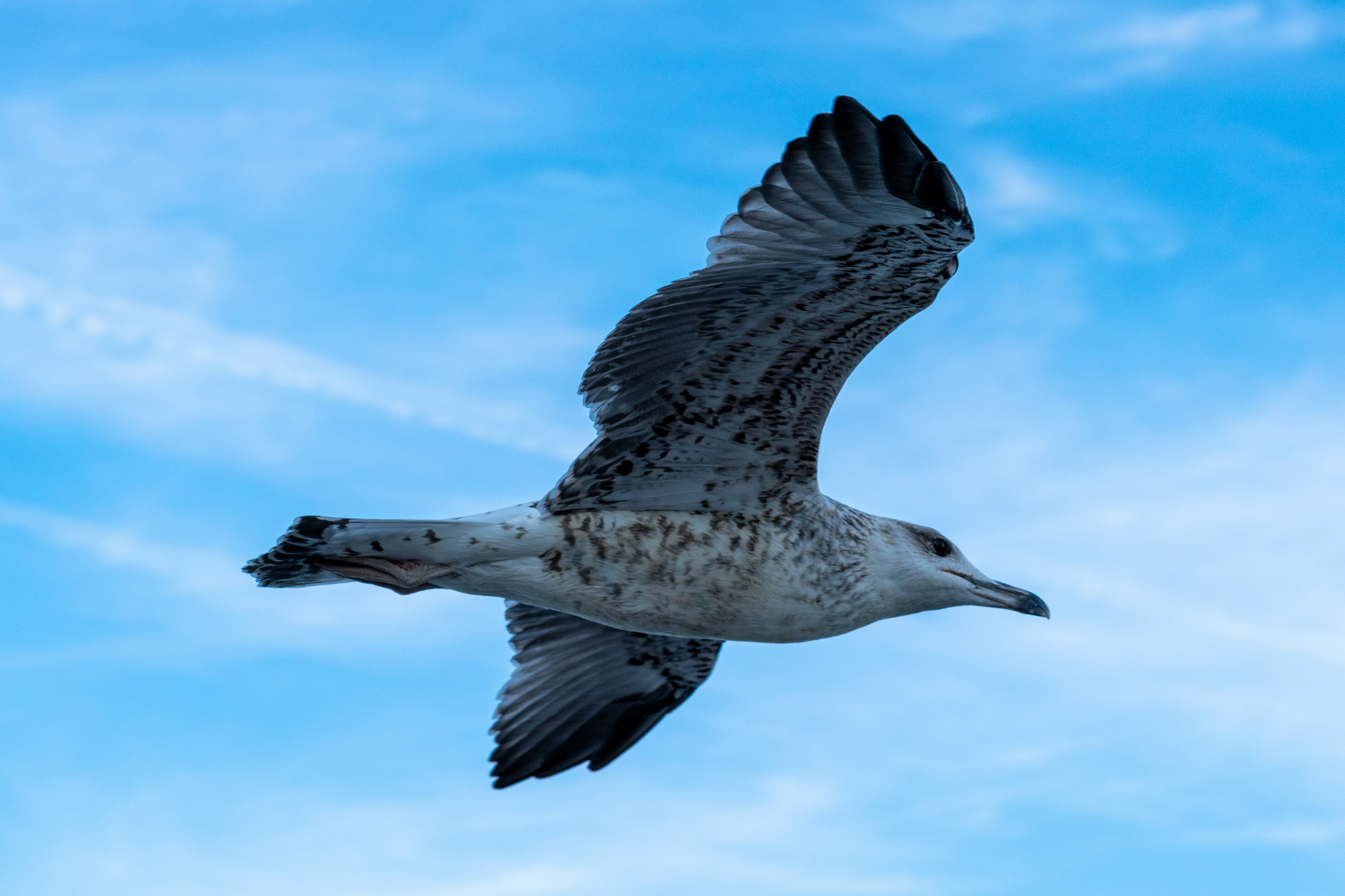 Seagull flying over Barcelona