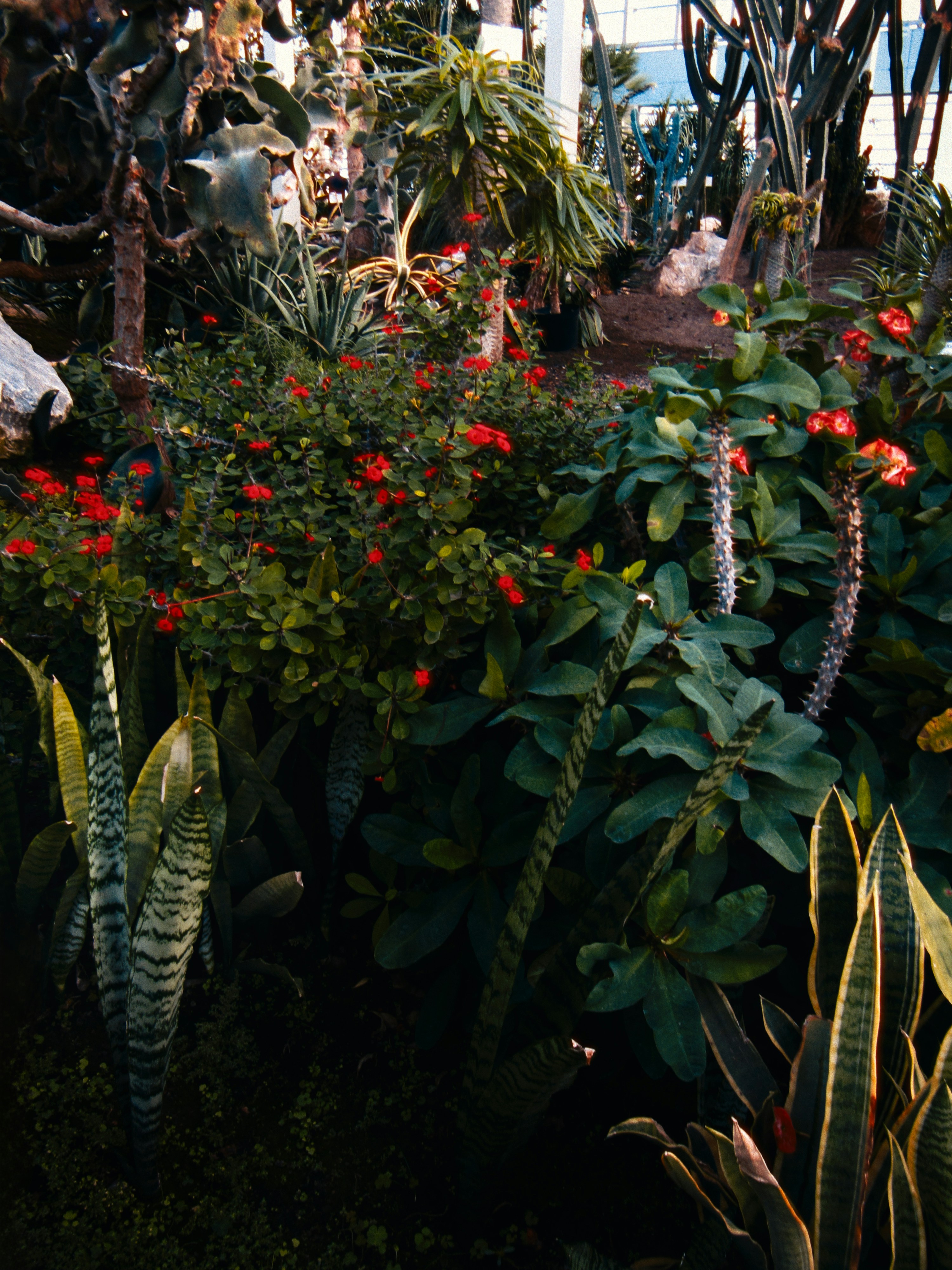 Un jardin rempli de nombreux types de plantes différentes photo – Photo ...
