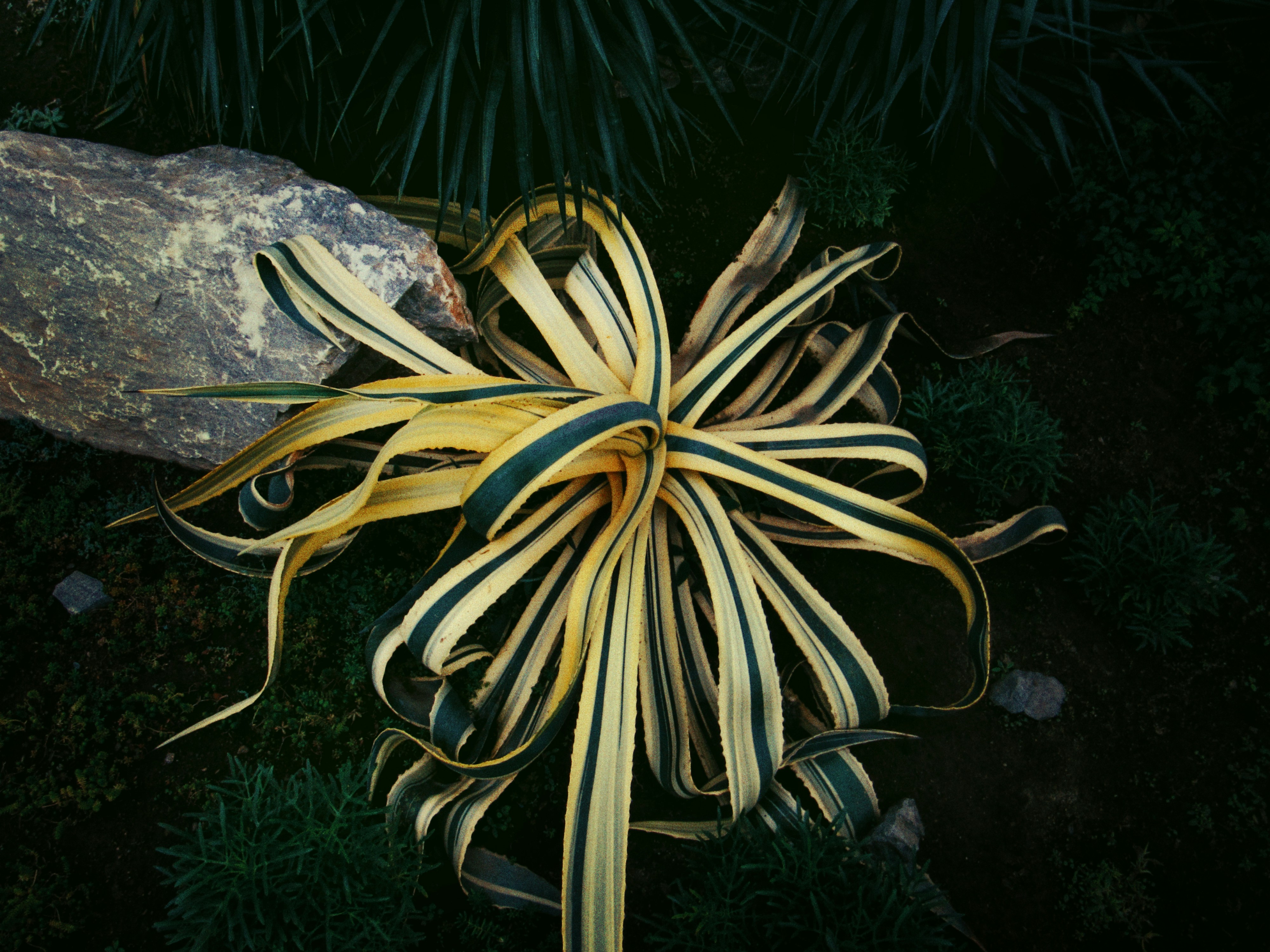 Close-up of a variegated rosette plant with yellow-green striped leaves spreading across a rocky bed in subdued light.
