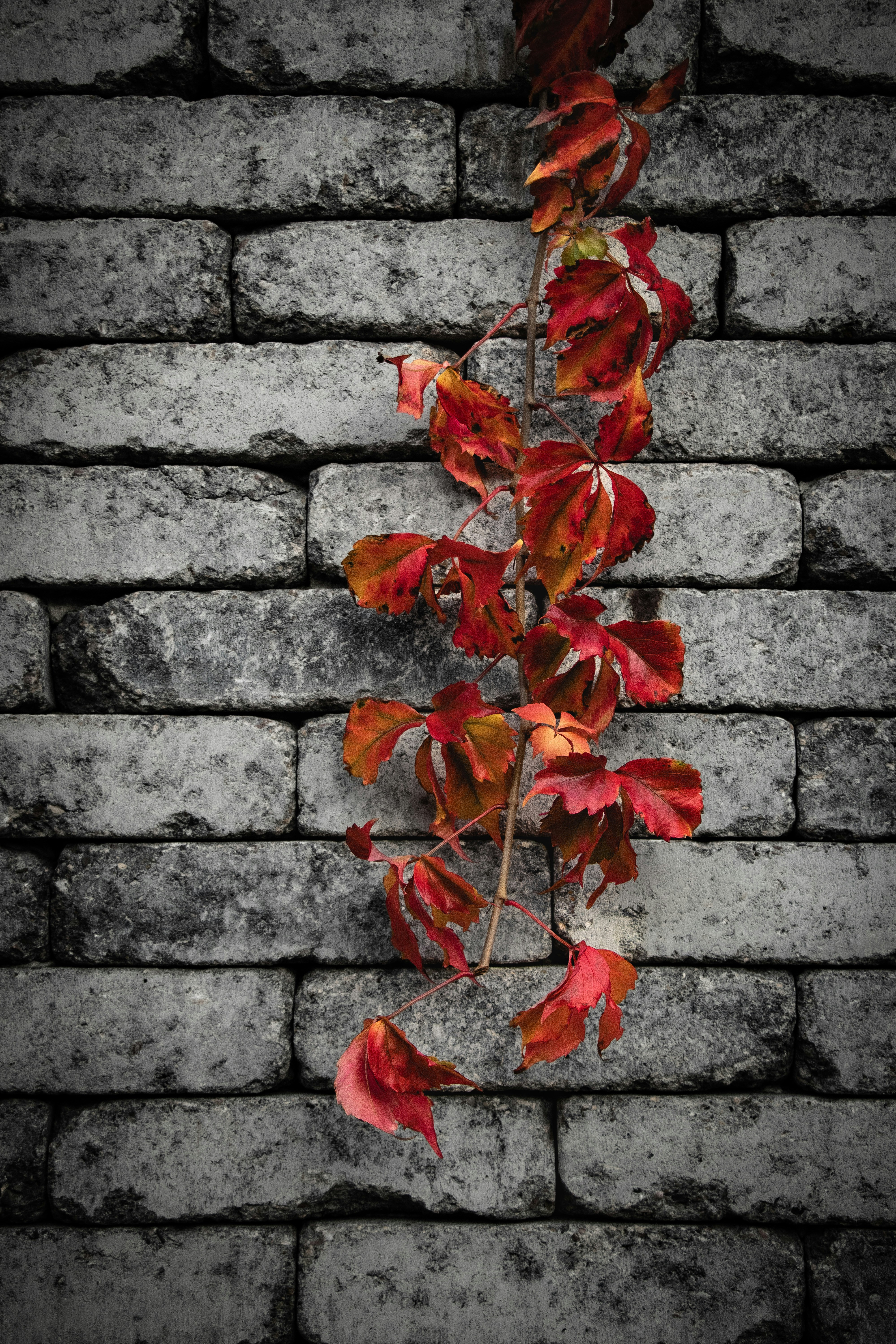 Crimson Vines Ascend a Weathered Stone Wall