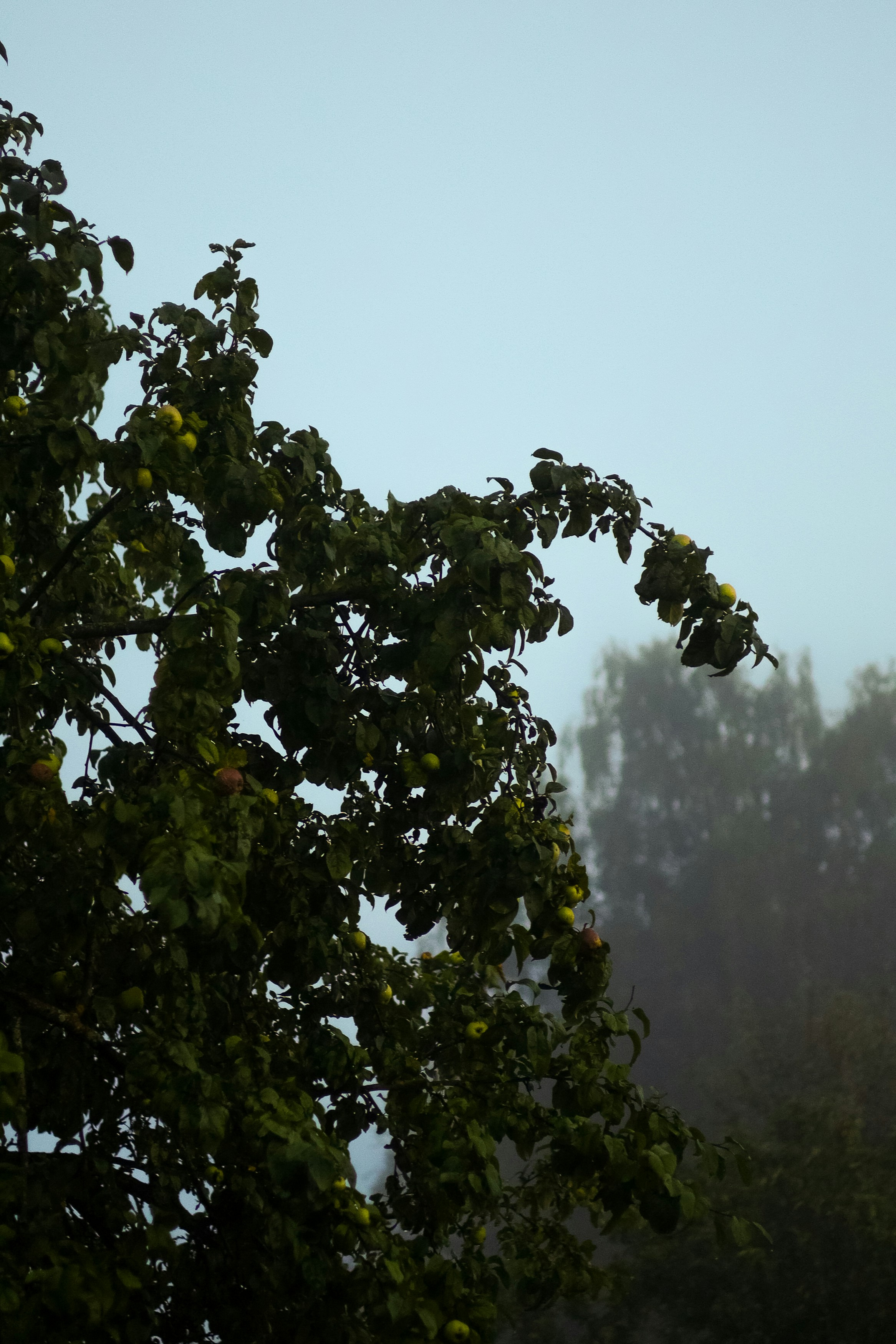 Apple-Laden Canopy Framing a Quiet Sky