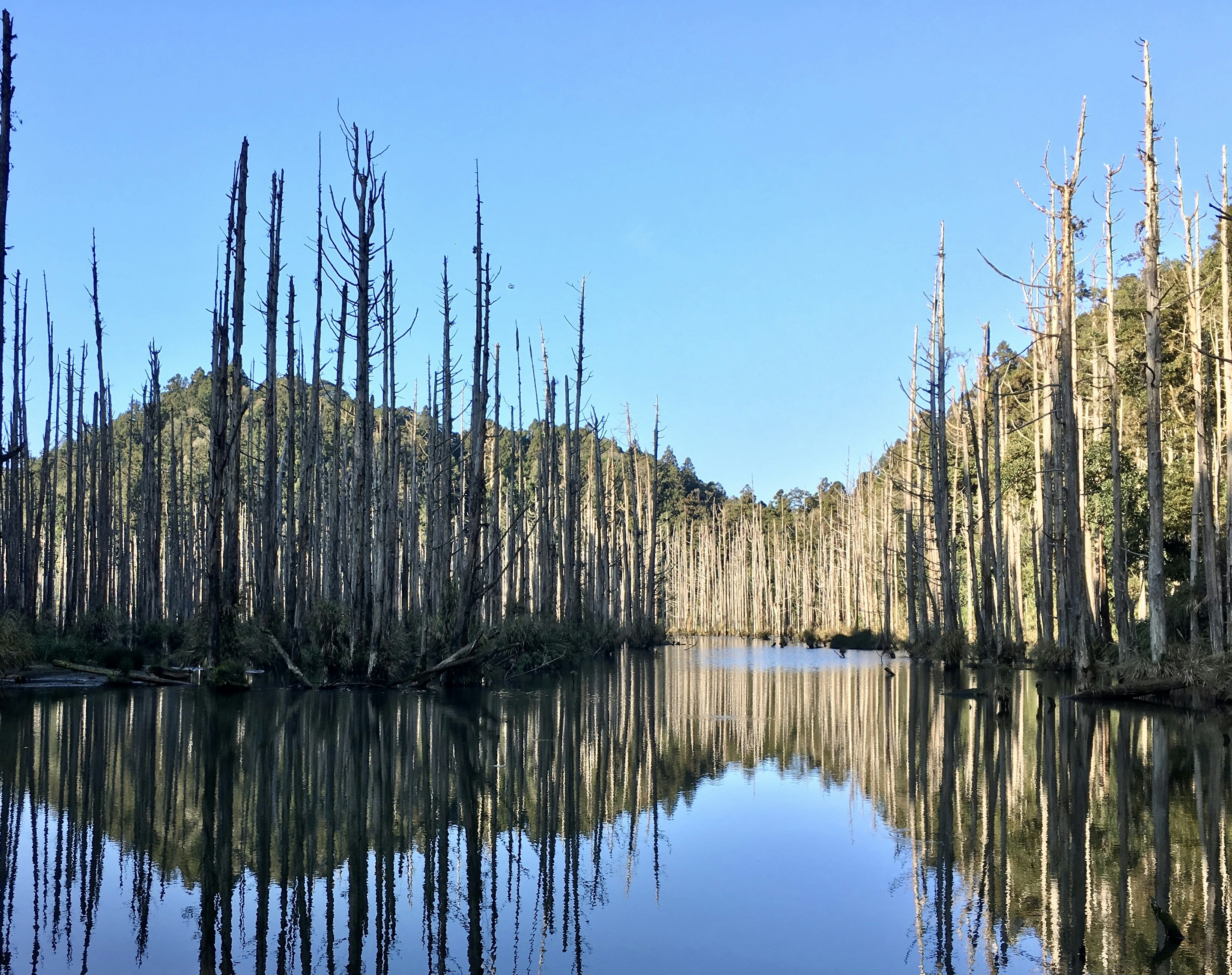A body of water surrounded by lots of dead trees photo – Free Land ...