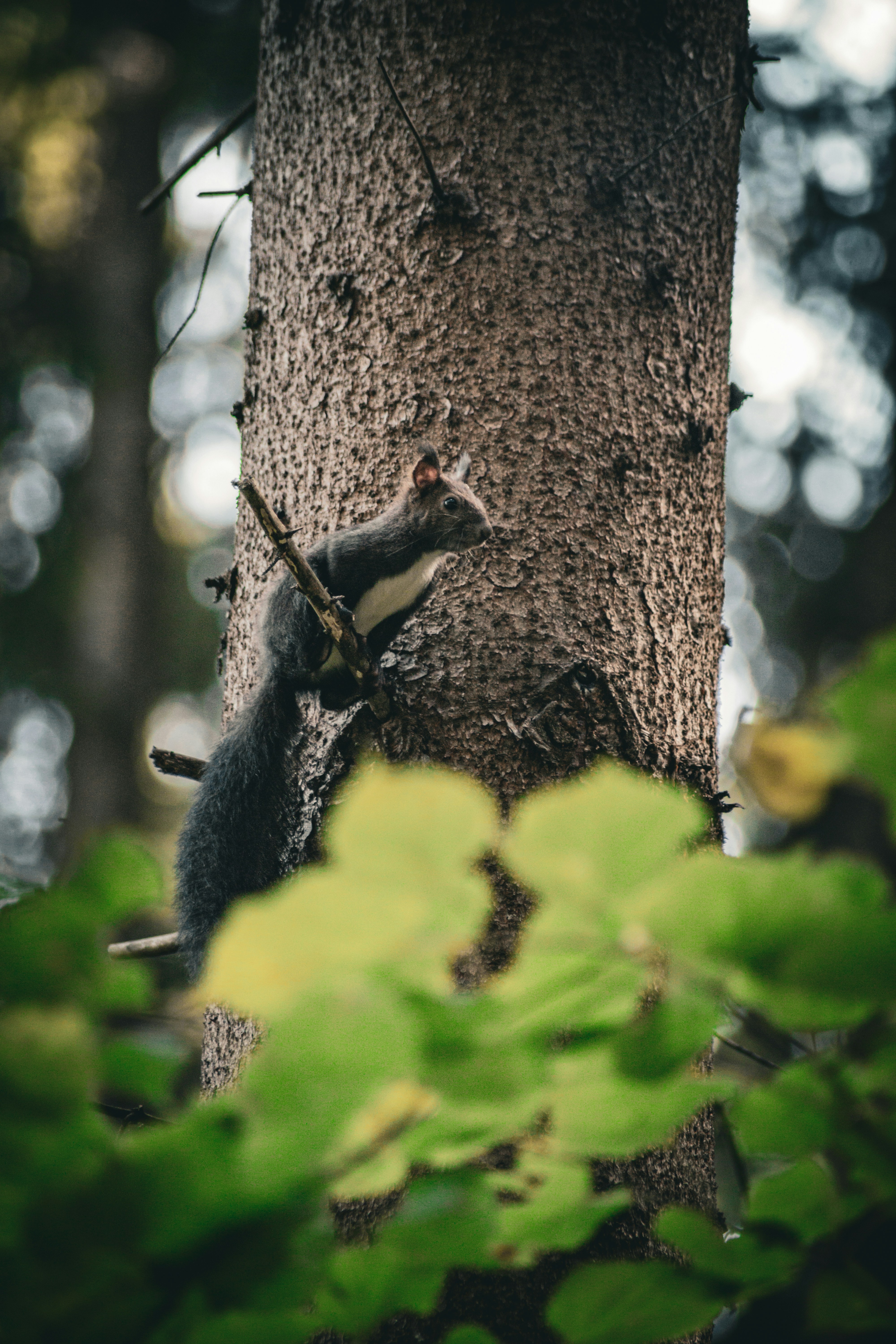 A squirrel climbing up the side of a tree photo – Free Animal Image on ...