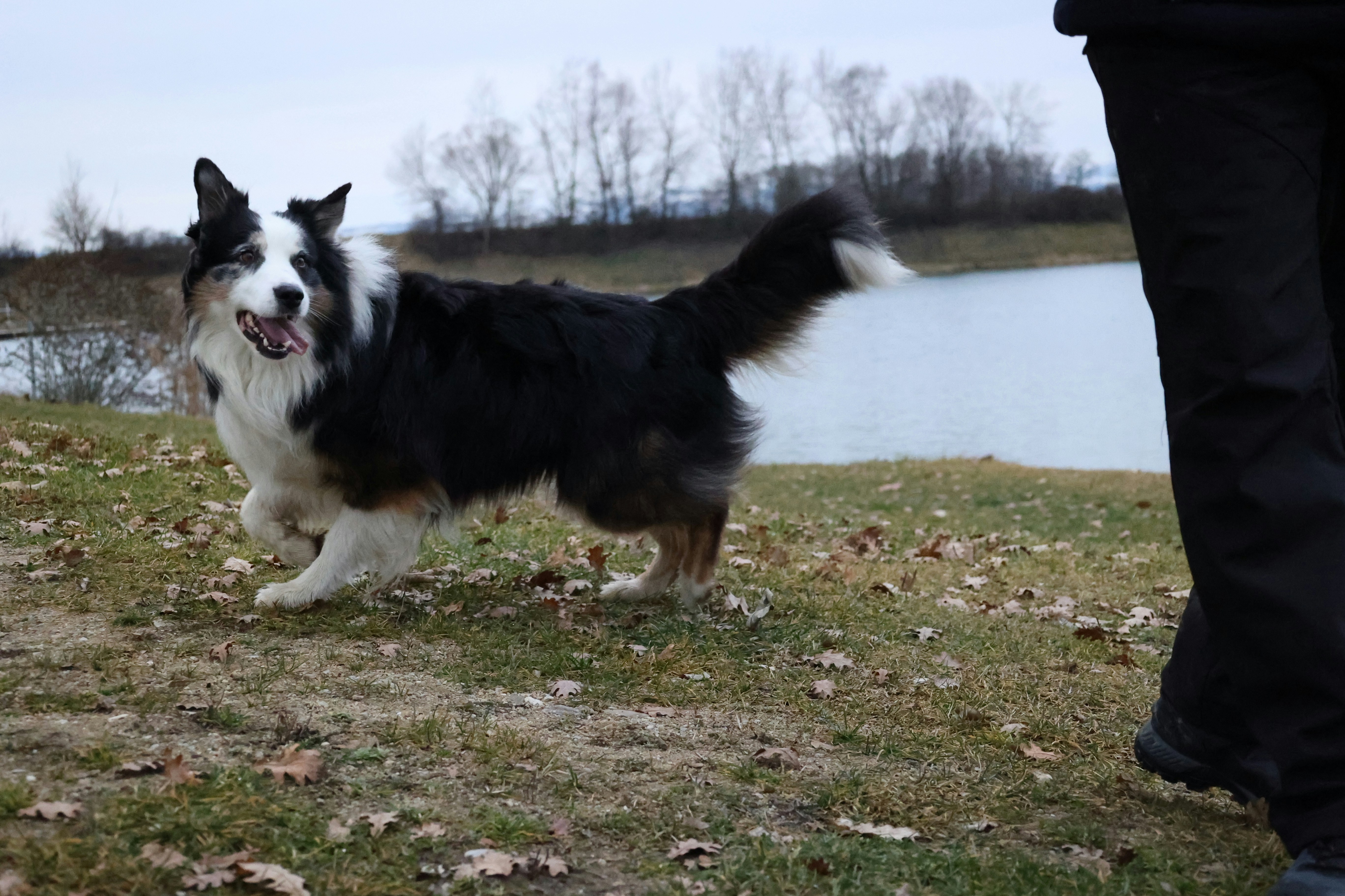Lakeside Dash: Border Collie in Motion by the Shore
