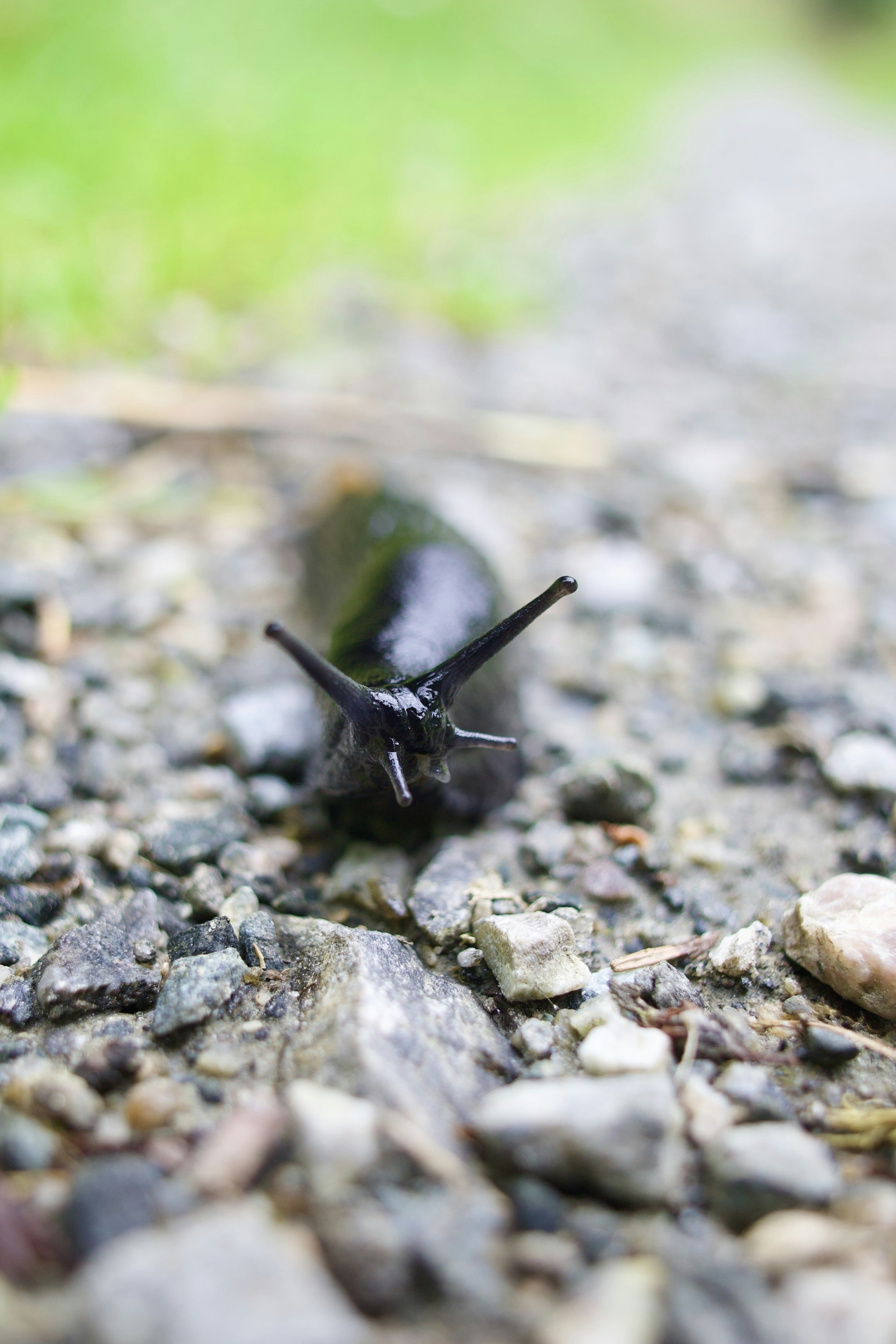 Onyx Traveler on a Pebble Stage