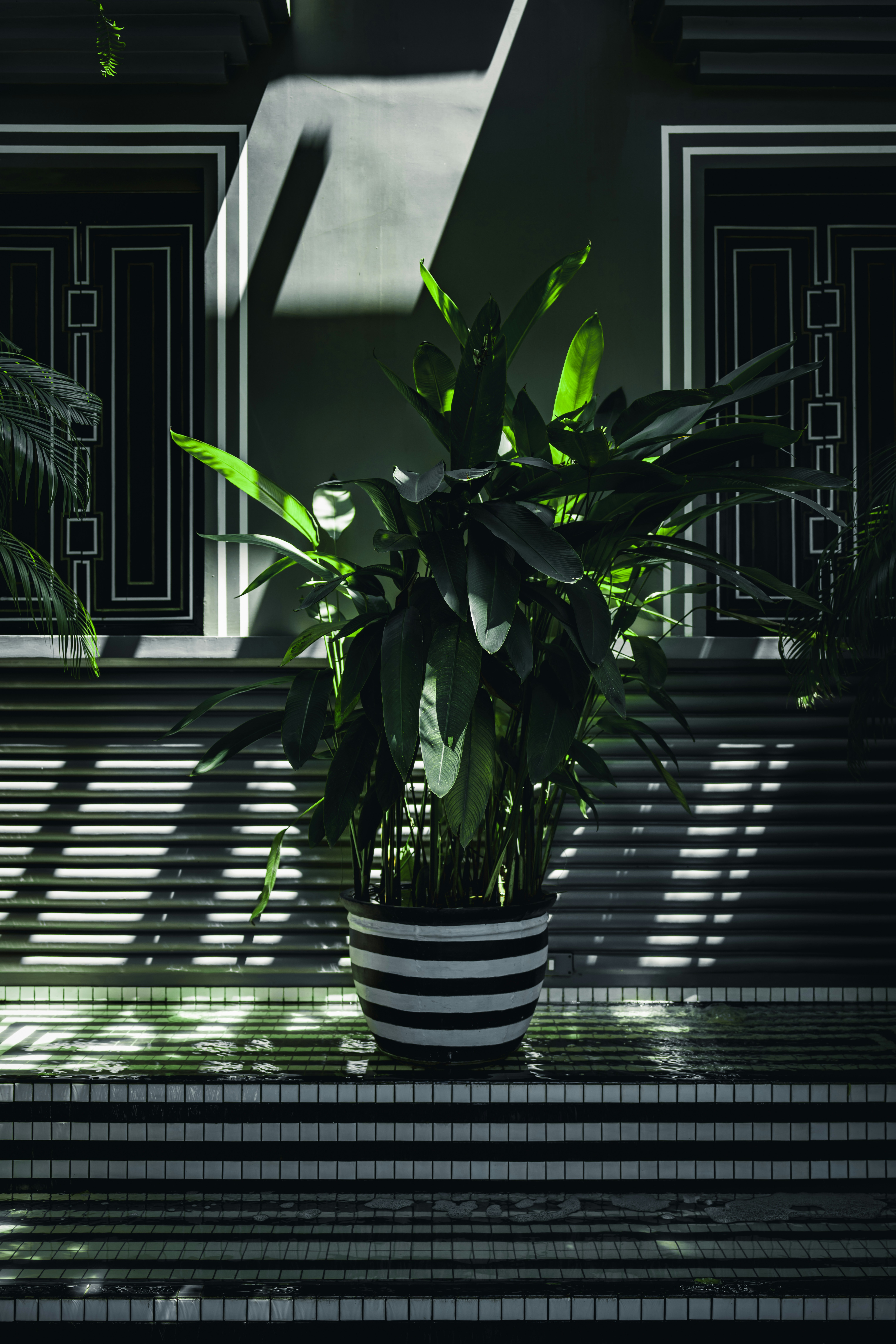 Verdant Centerpiece Between Stripes: Plant in Sunlit Shadow