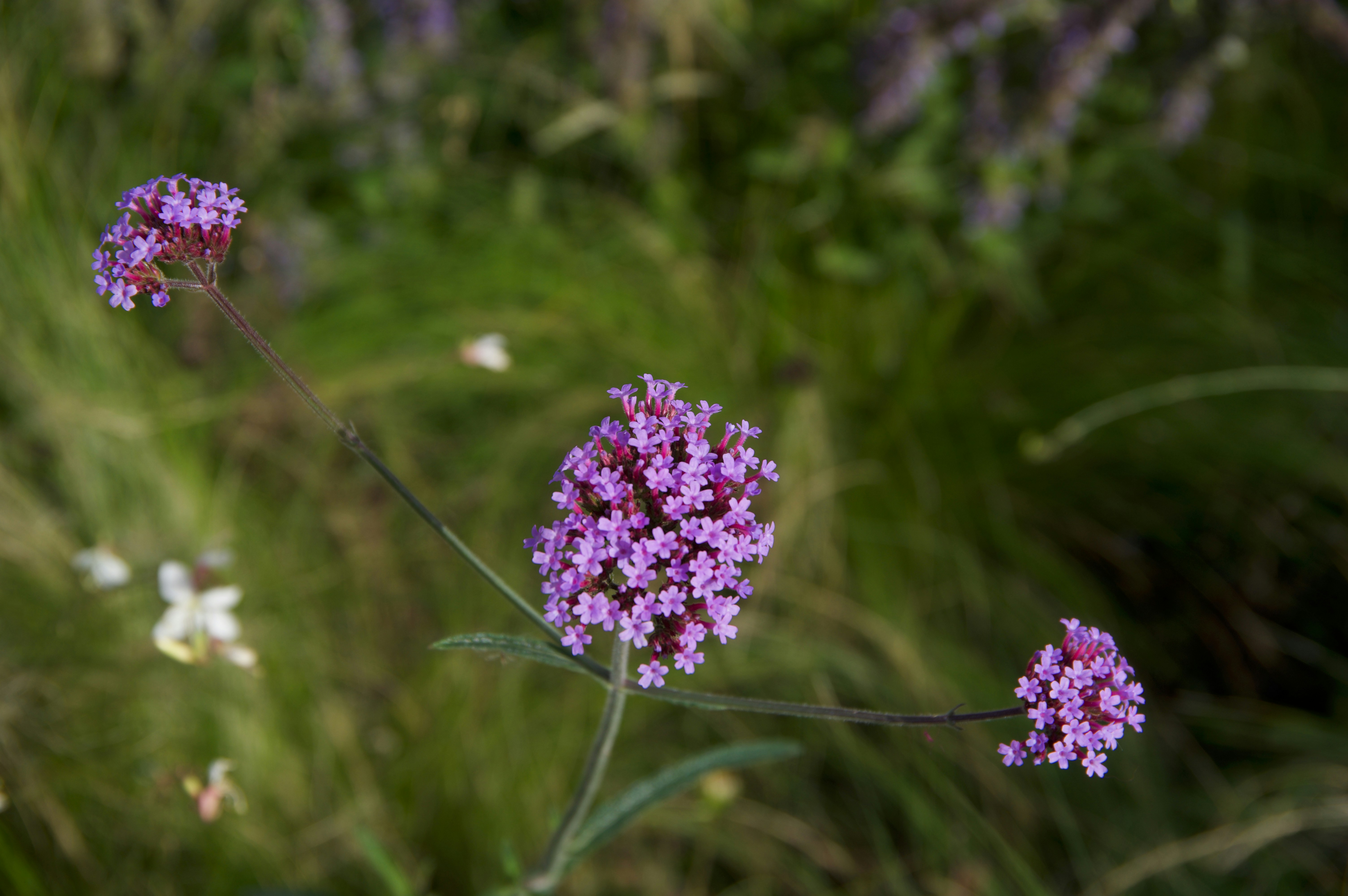 A close-up of delicate purple Verbena flowers with a soft focus green background.