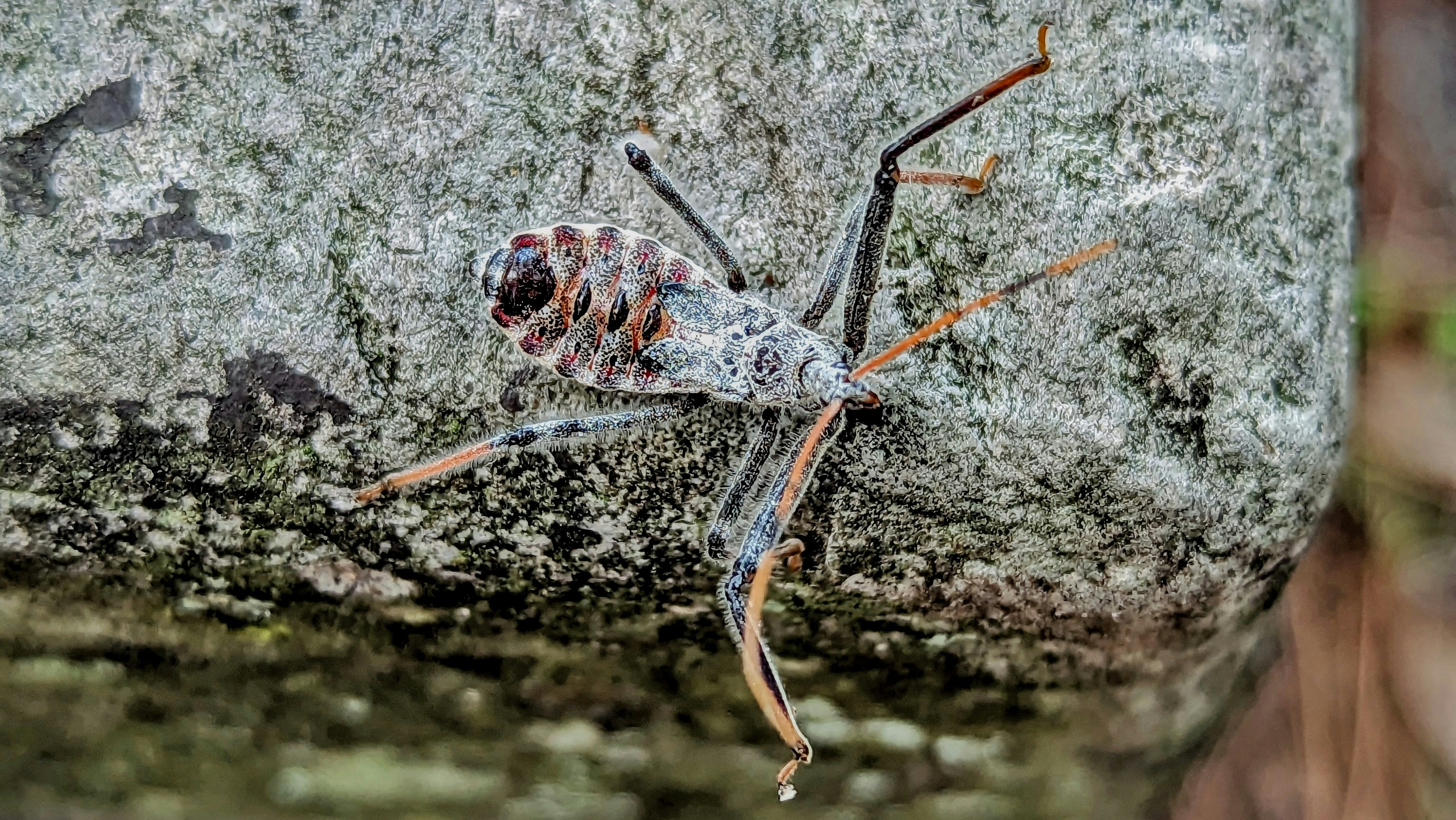 A bug that is sitting on a rock photo – Free Veterans memorial park ...