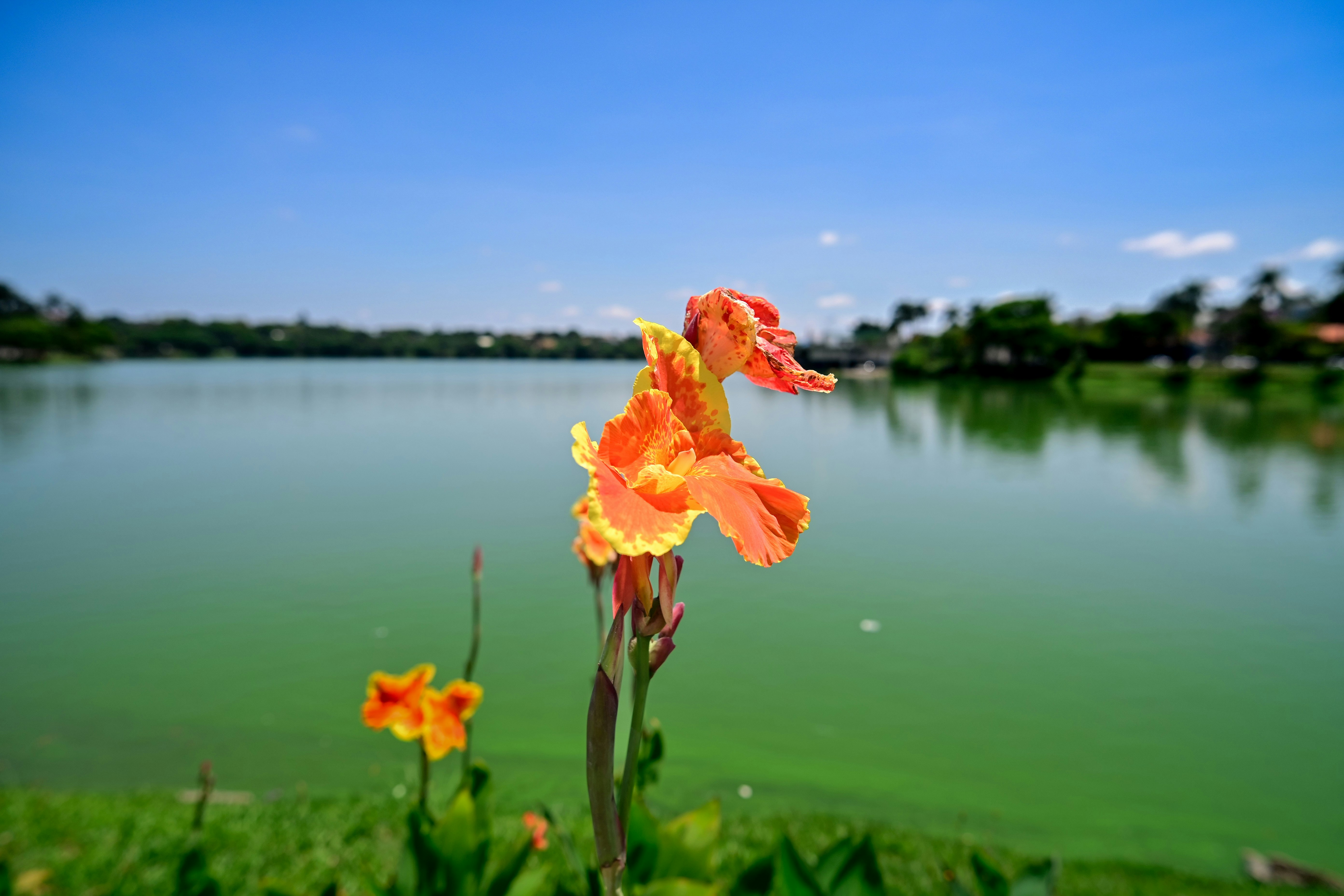 Orange canna bloom anchors a tranquil lakeside vista