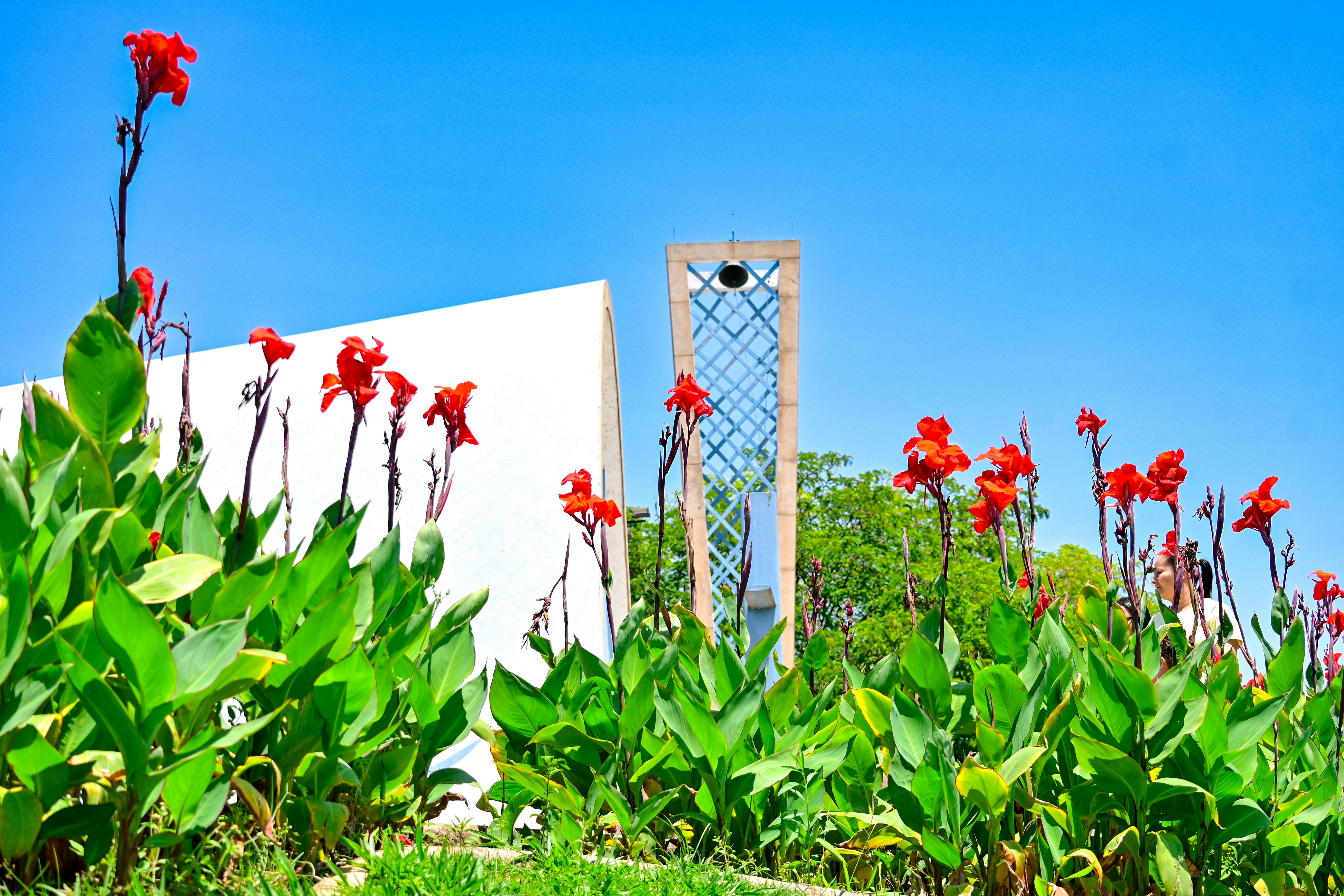 Crimson Cannas Meet Modern Geometry: A Sunlit Garden Vista