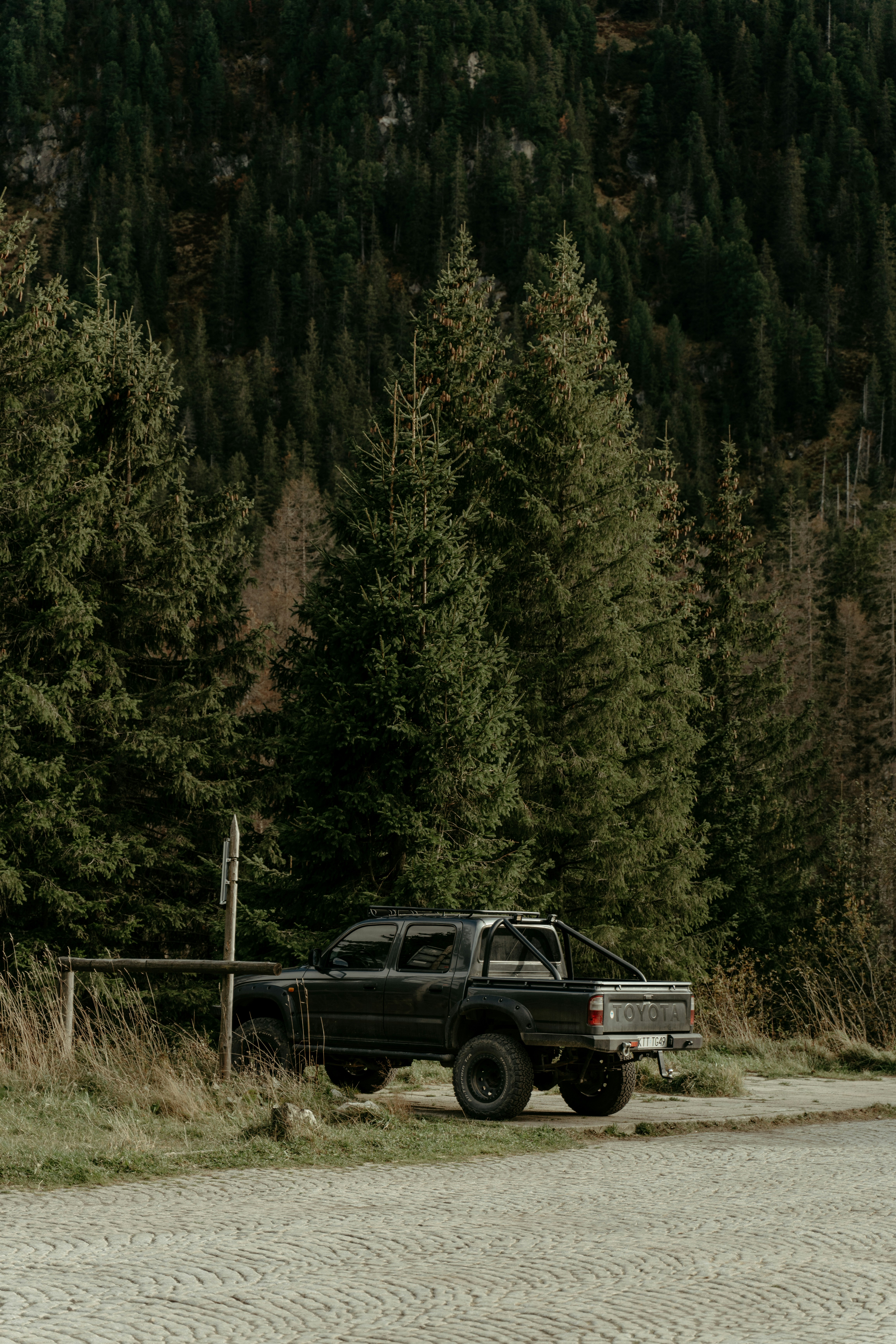 Pine-Lined Pause: Toyota Pickup on a Forest Road