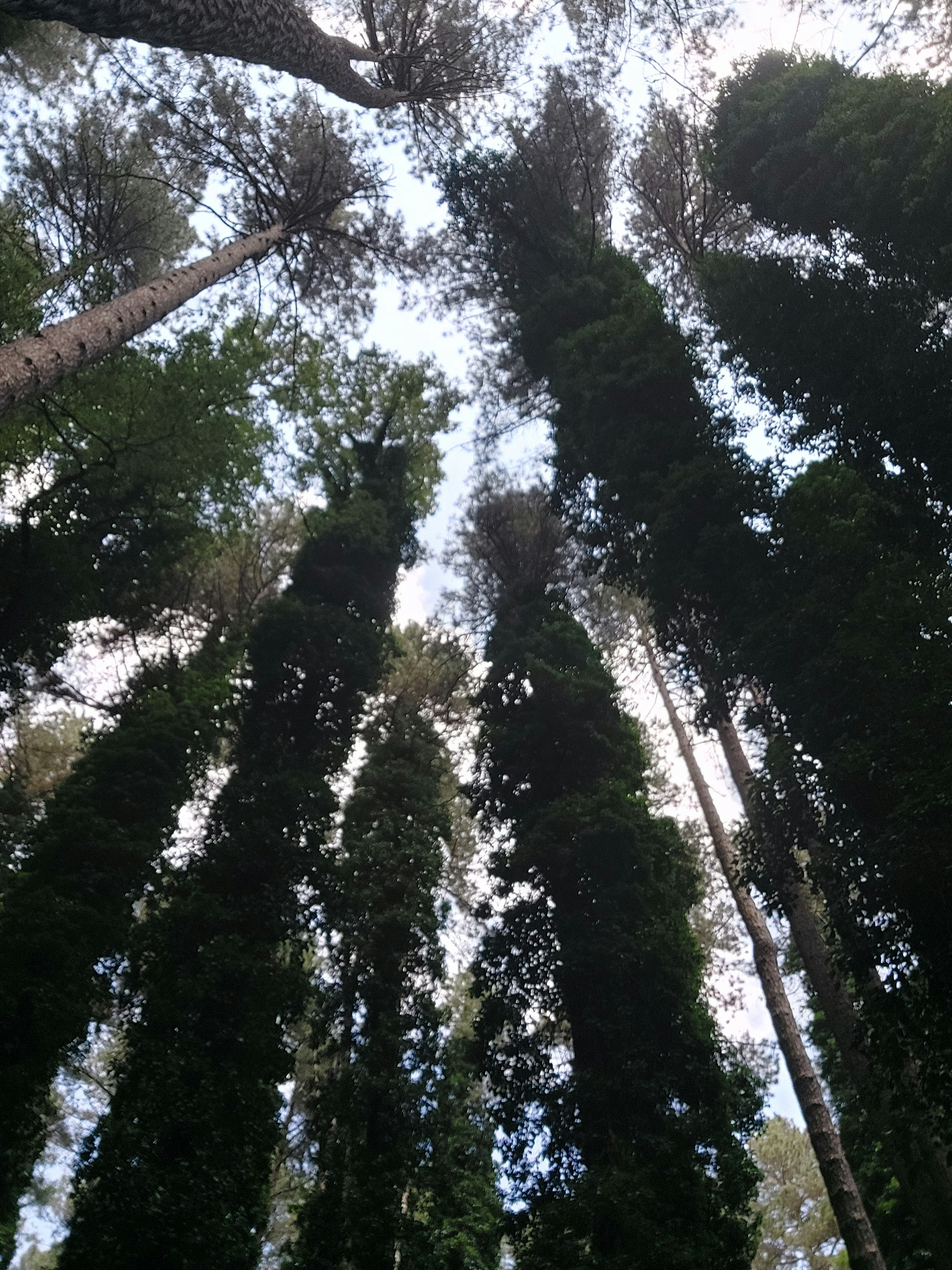 A group of tall trees standing next to each other photo – Free Tree ...