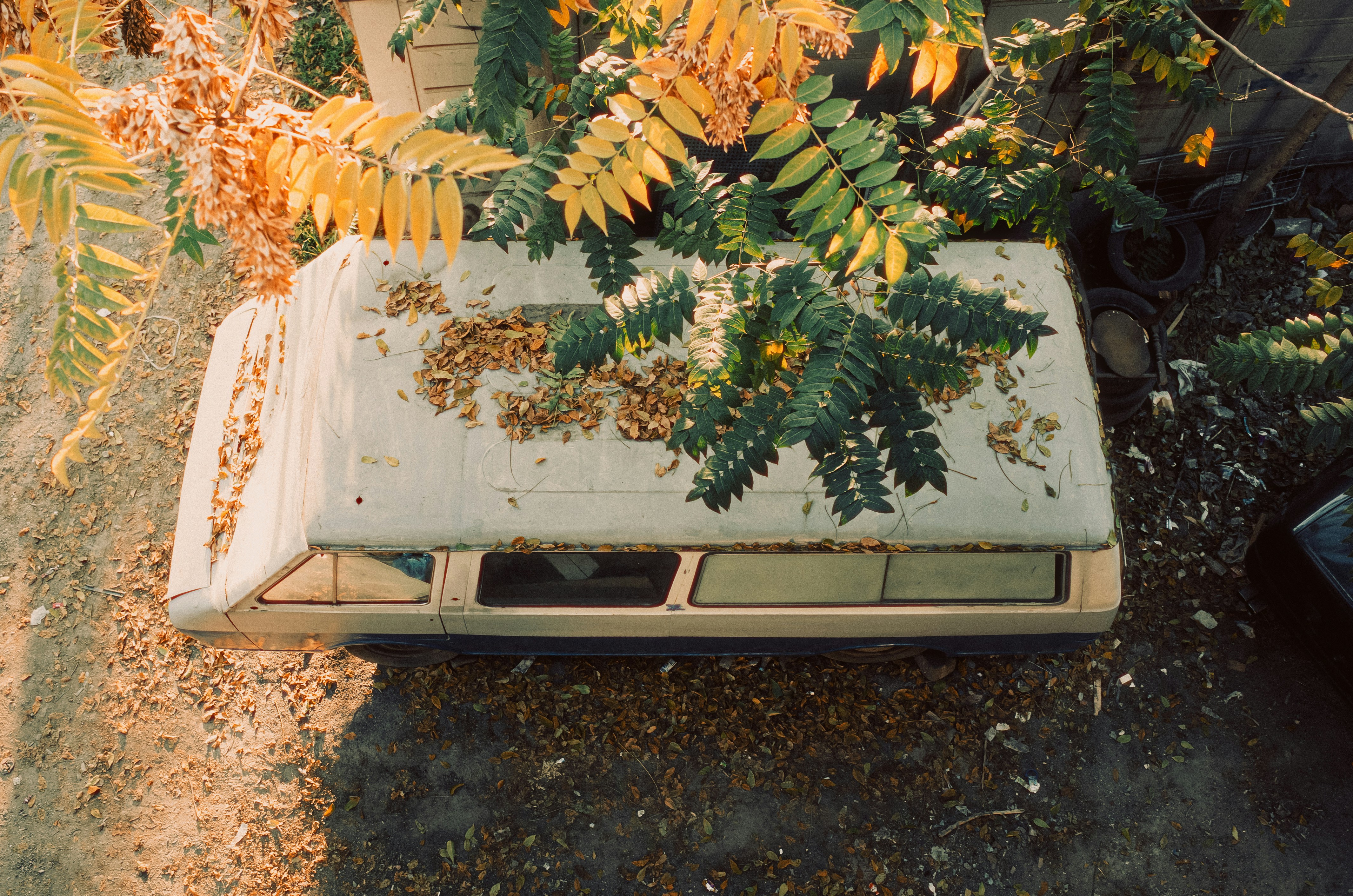 Autumn Veil on a Forgotten Sedan: A Bird's-Eye Portrait