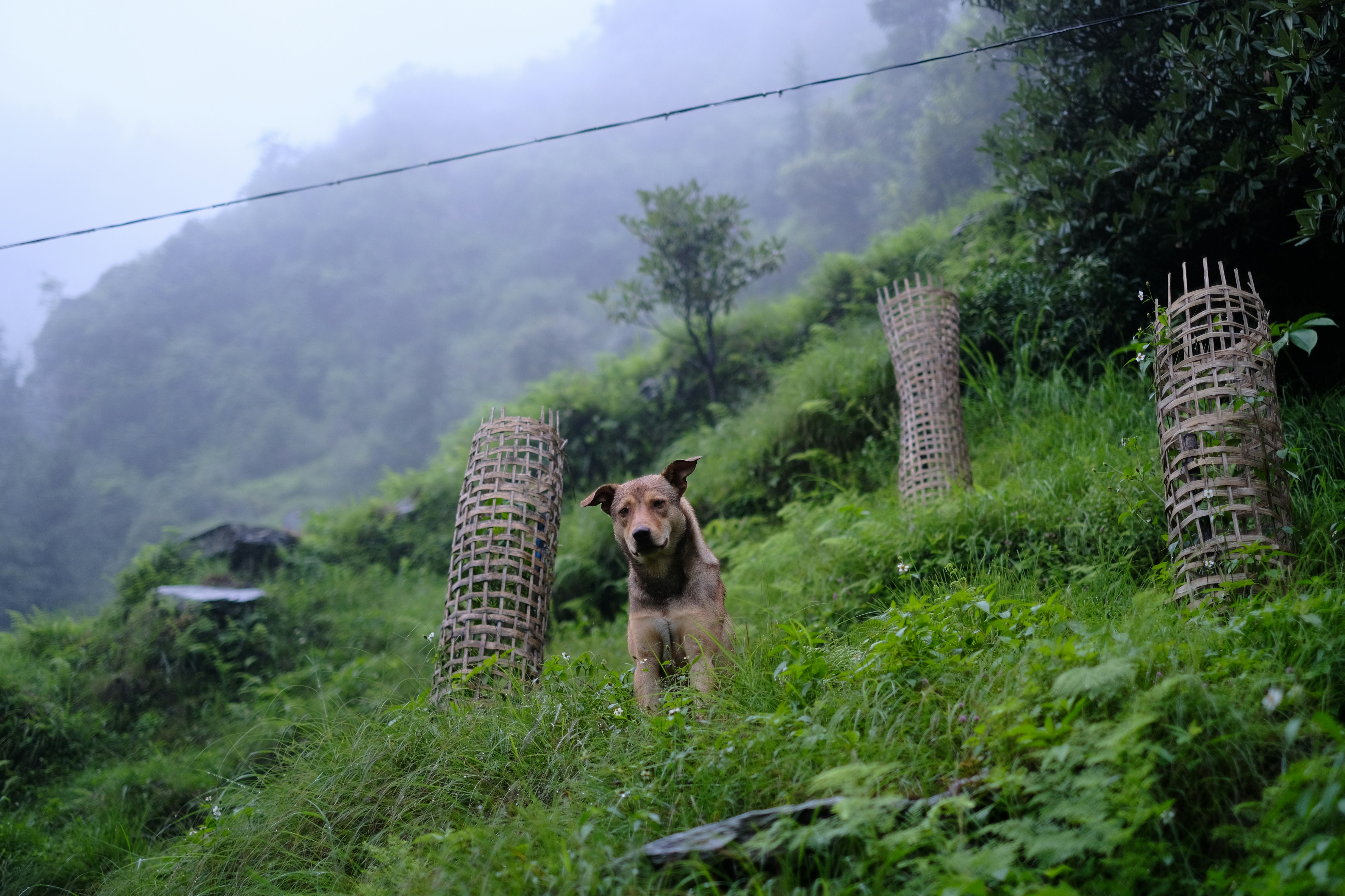 Mist-Watched Ridge: A Curious Dog Between Woven Markers