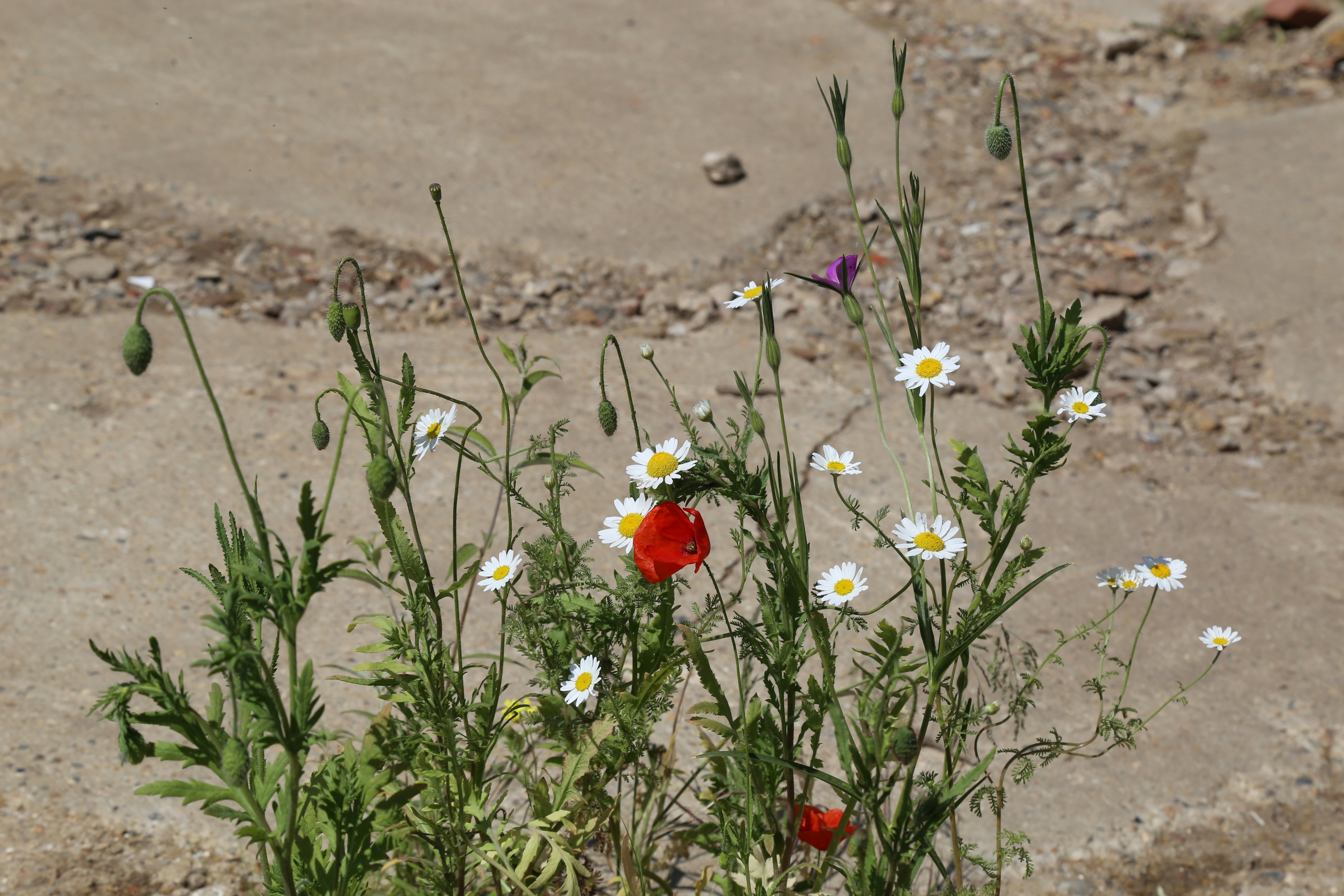 Crimson Poppy Among Daisies on a Sun-Burnished Patch