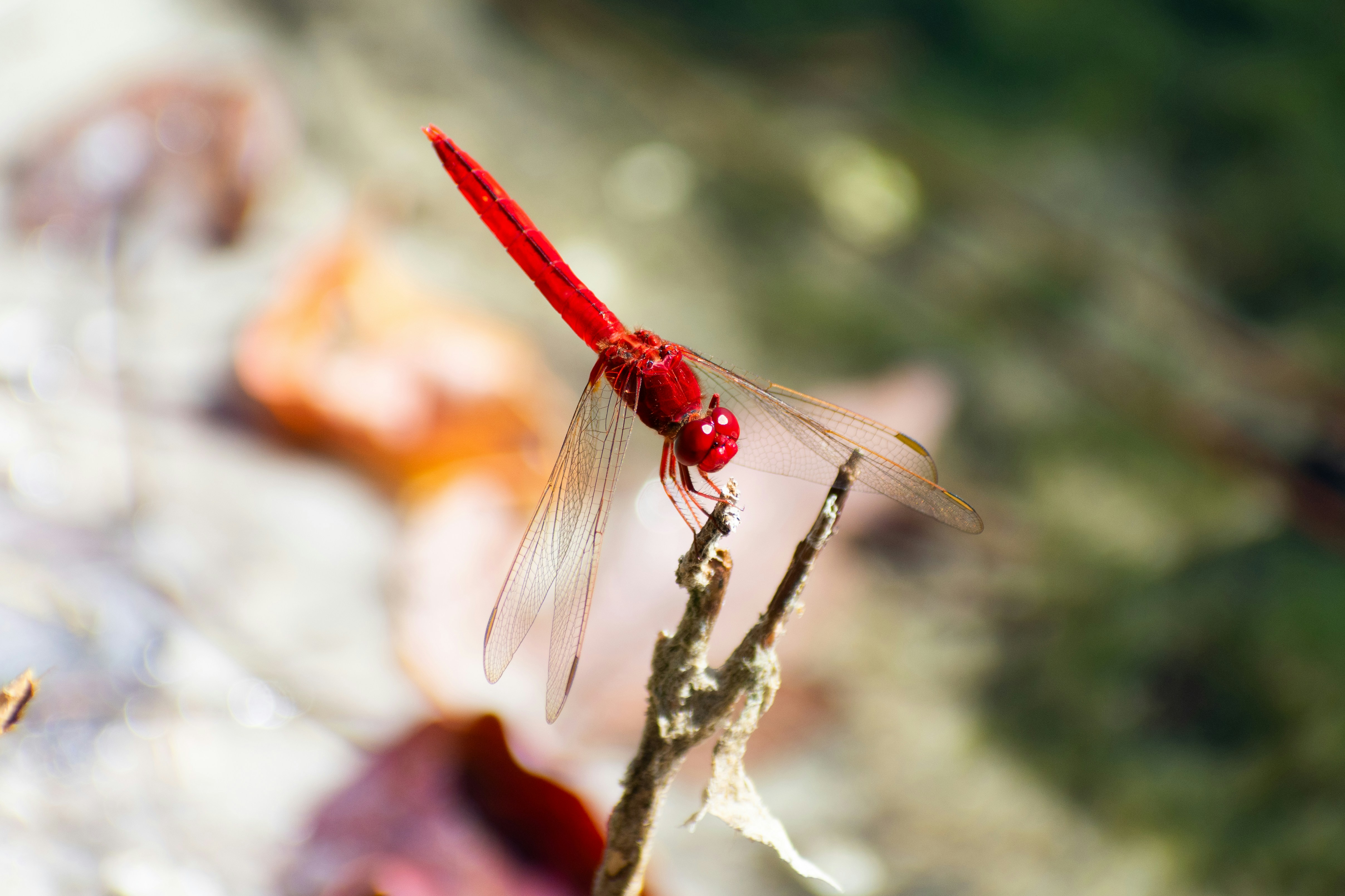 Crimson Wings on a Quiet Twig