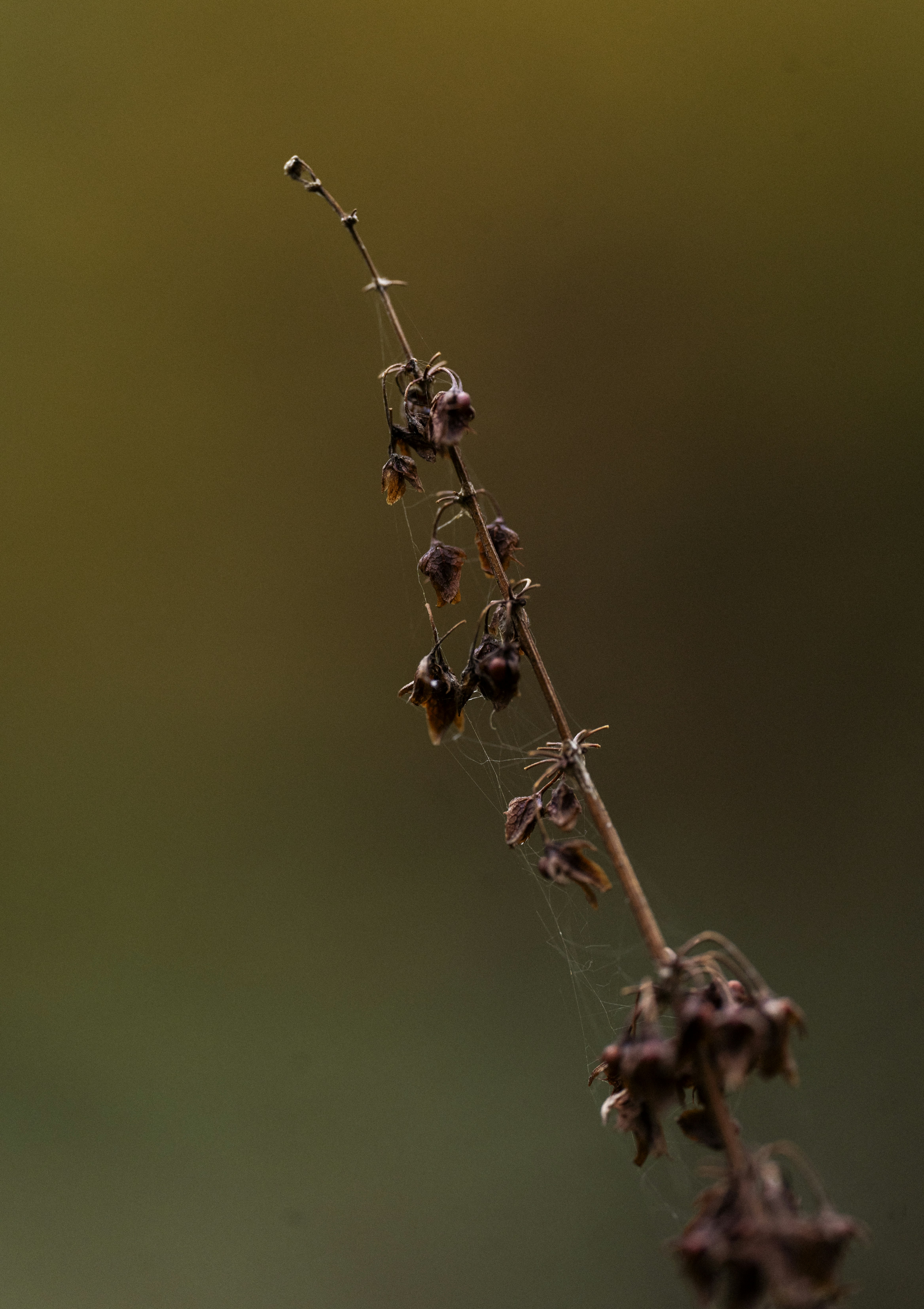 Macrophotography of a dead flower in the Bastei forest (Saxony, Germany)