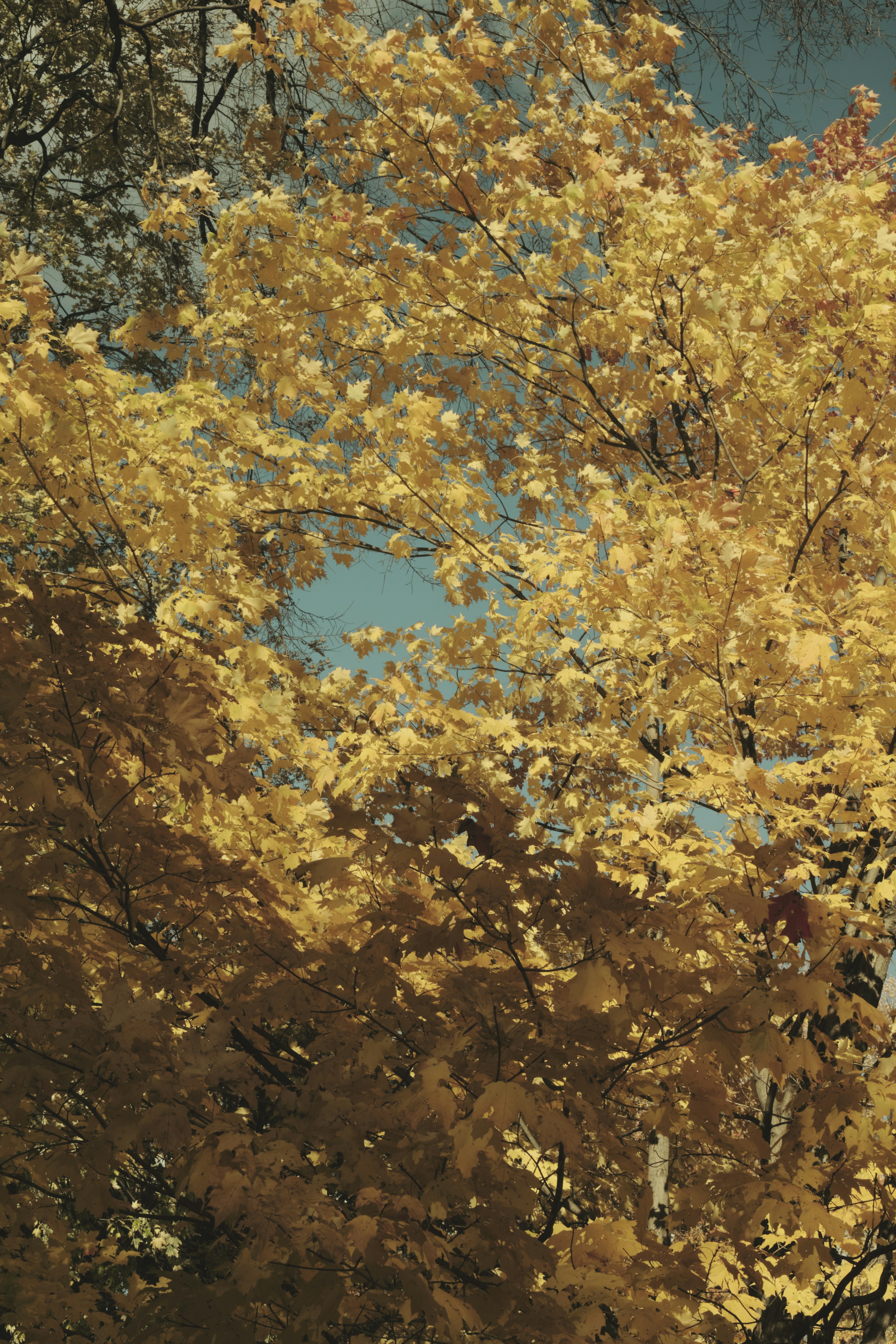 a stop sign in front of a tree with yellow leavessnap shoot