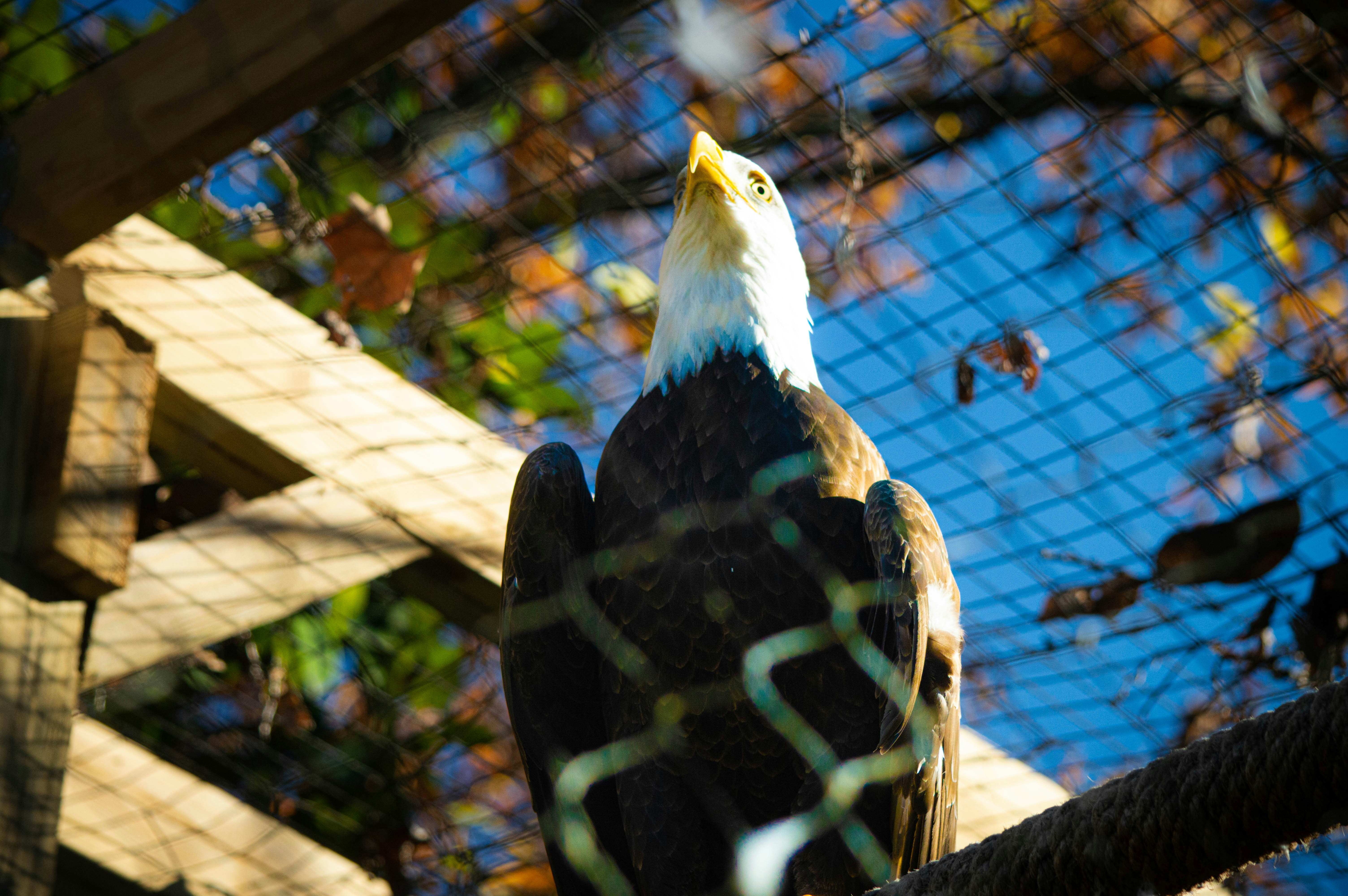 Skyward Gaze: Bald Eagle Framed by Sunlit Cage Mesh