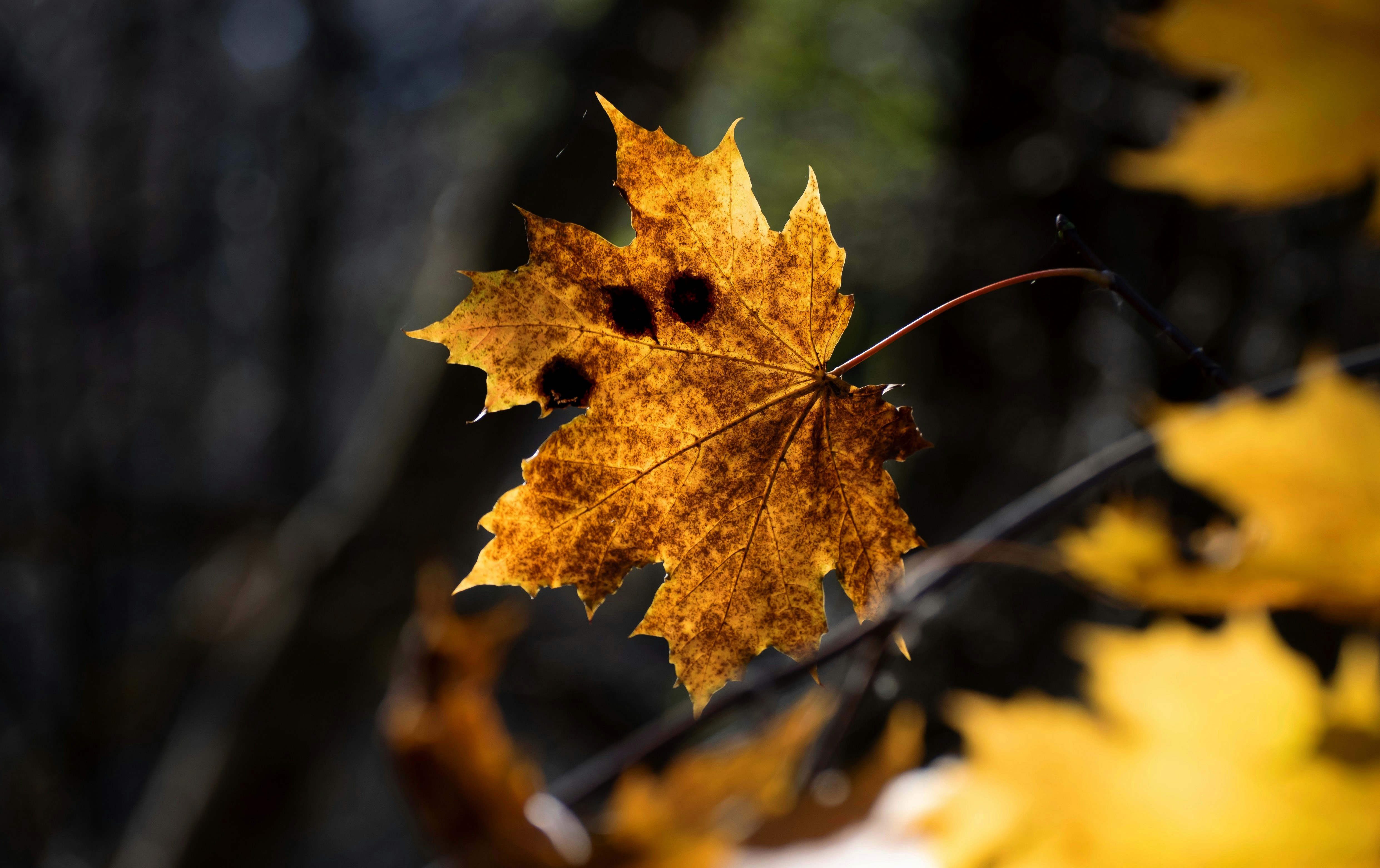 Sens Cause Meltdown in Leafs Nation with 5-3 Win