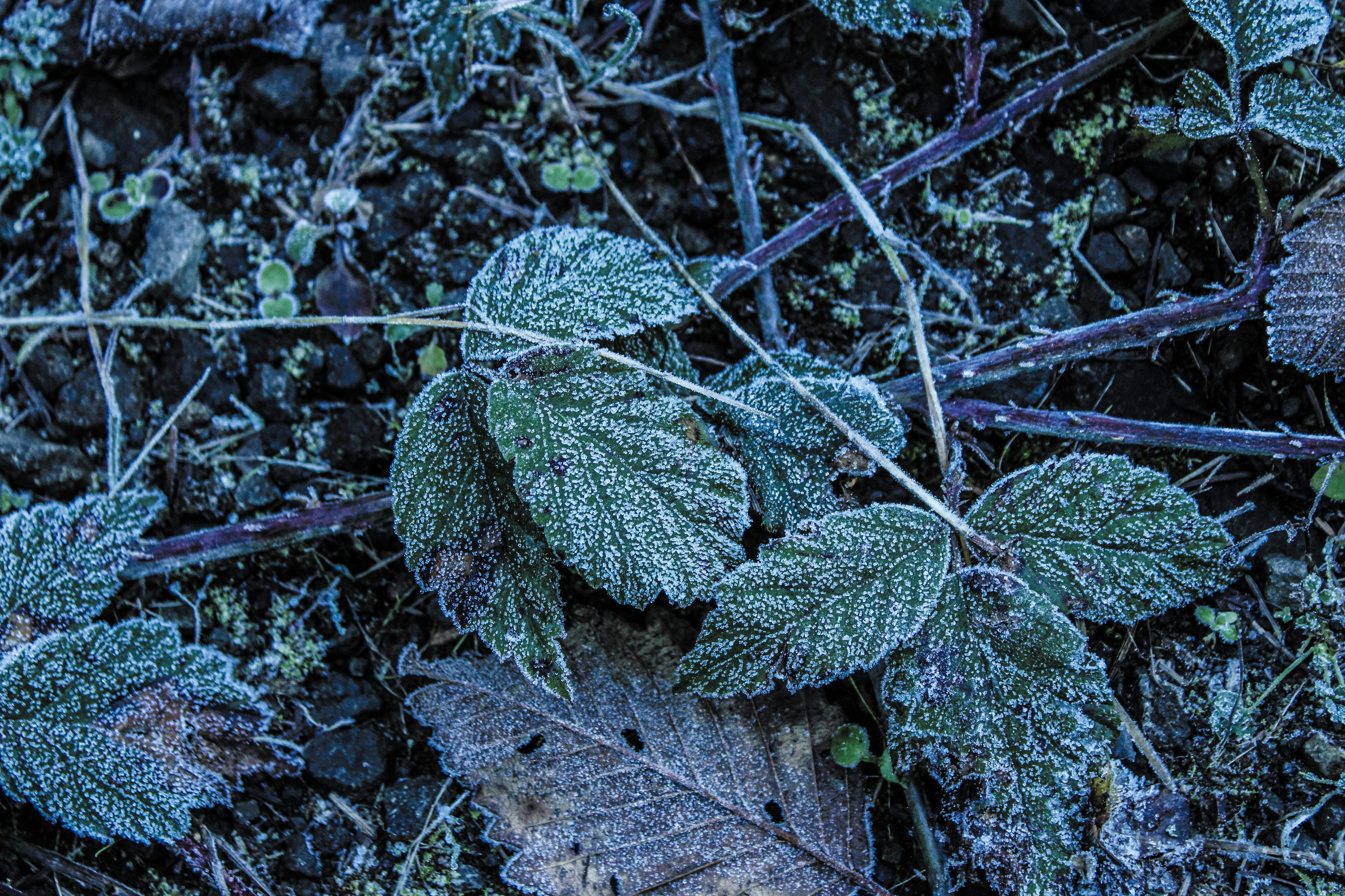 Central Frost-Veined Leaf on a Shadowed Bed of Soil