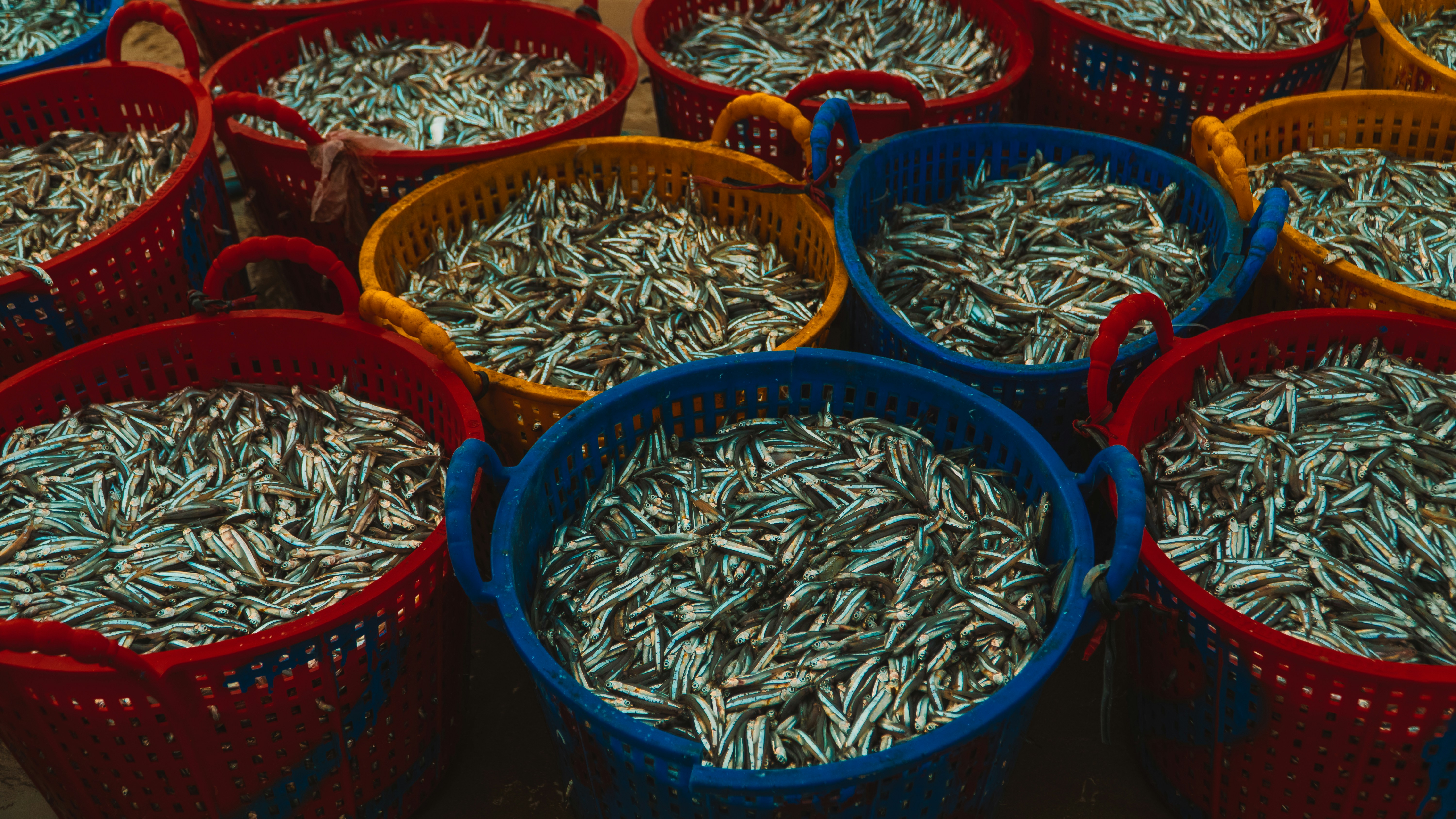 A bunch of buckets filled with lots of fish photo – Free Food Image on ...