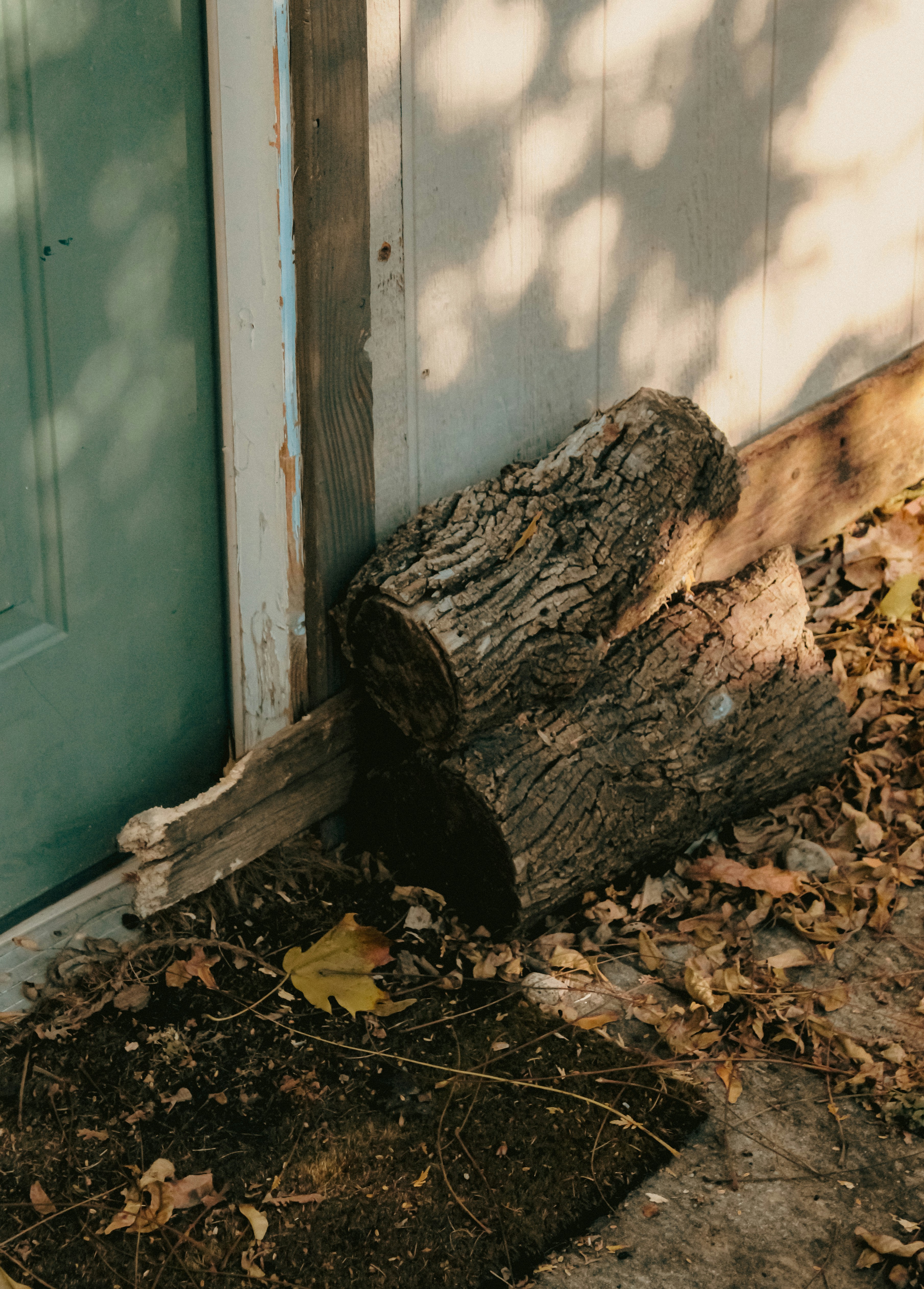 Threshold of Quiet: a weathered log resting beside a green doorway under dappled afternoon light