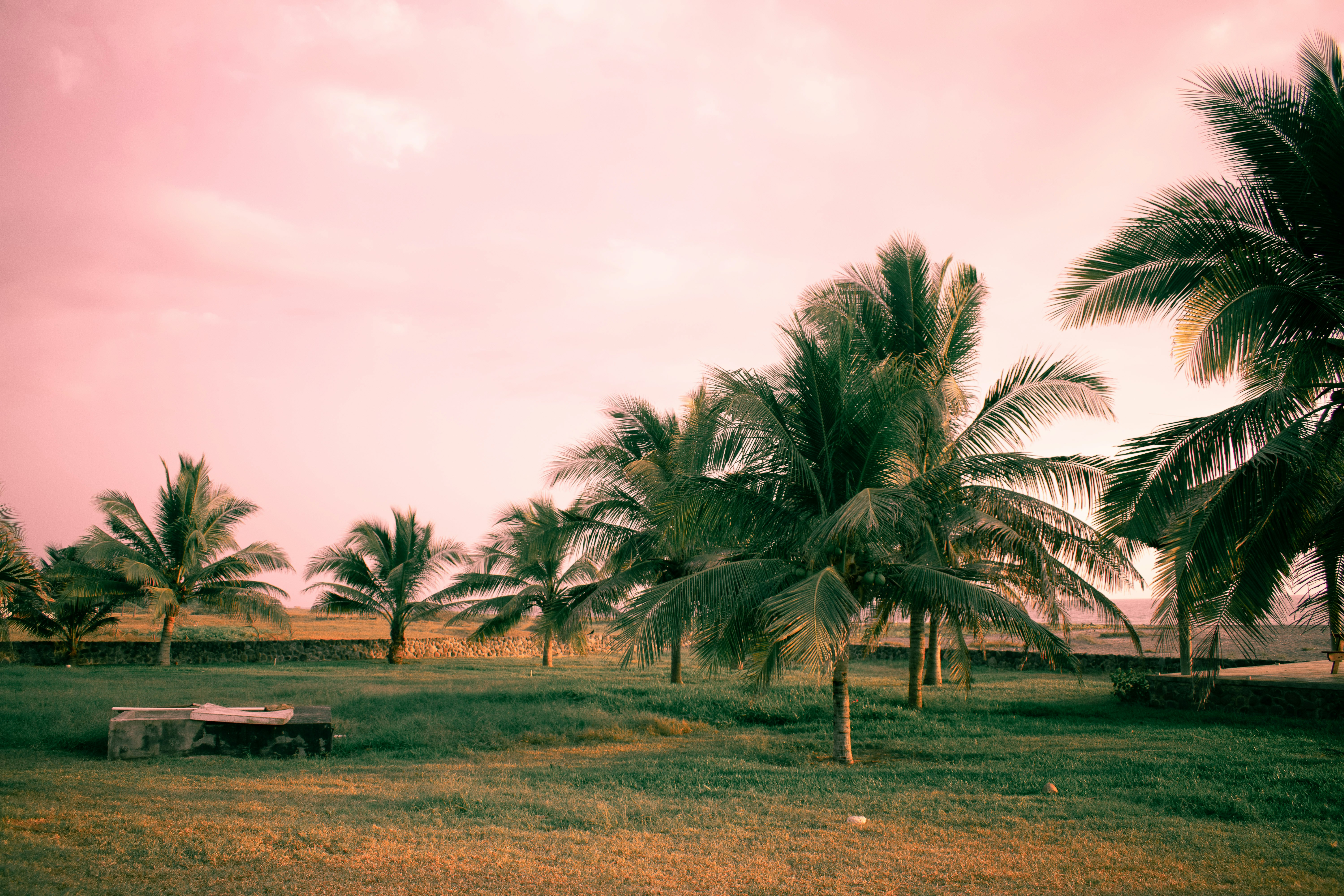 A field with palm trees and a bench photo – Free Outdoors Image on Unsplash
