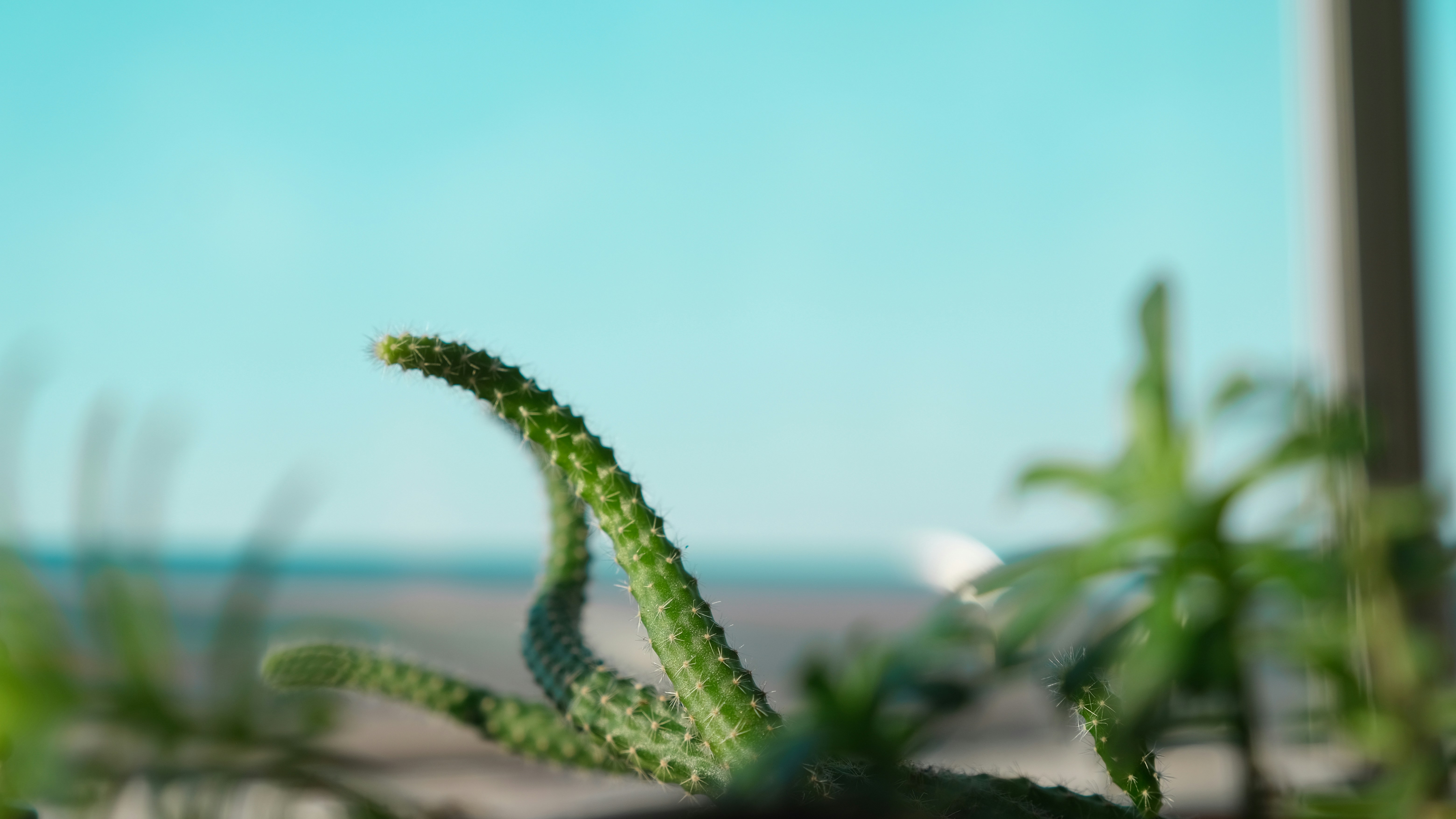 Emerald Spine on a Sunlit Windowsill