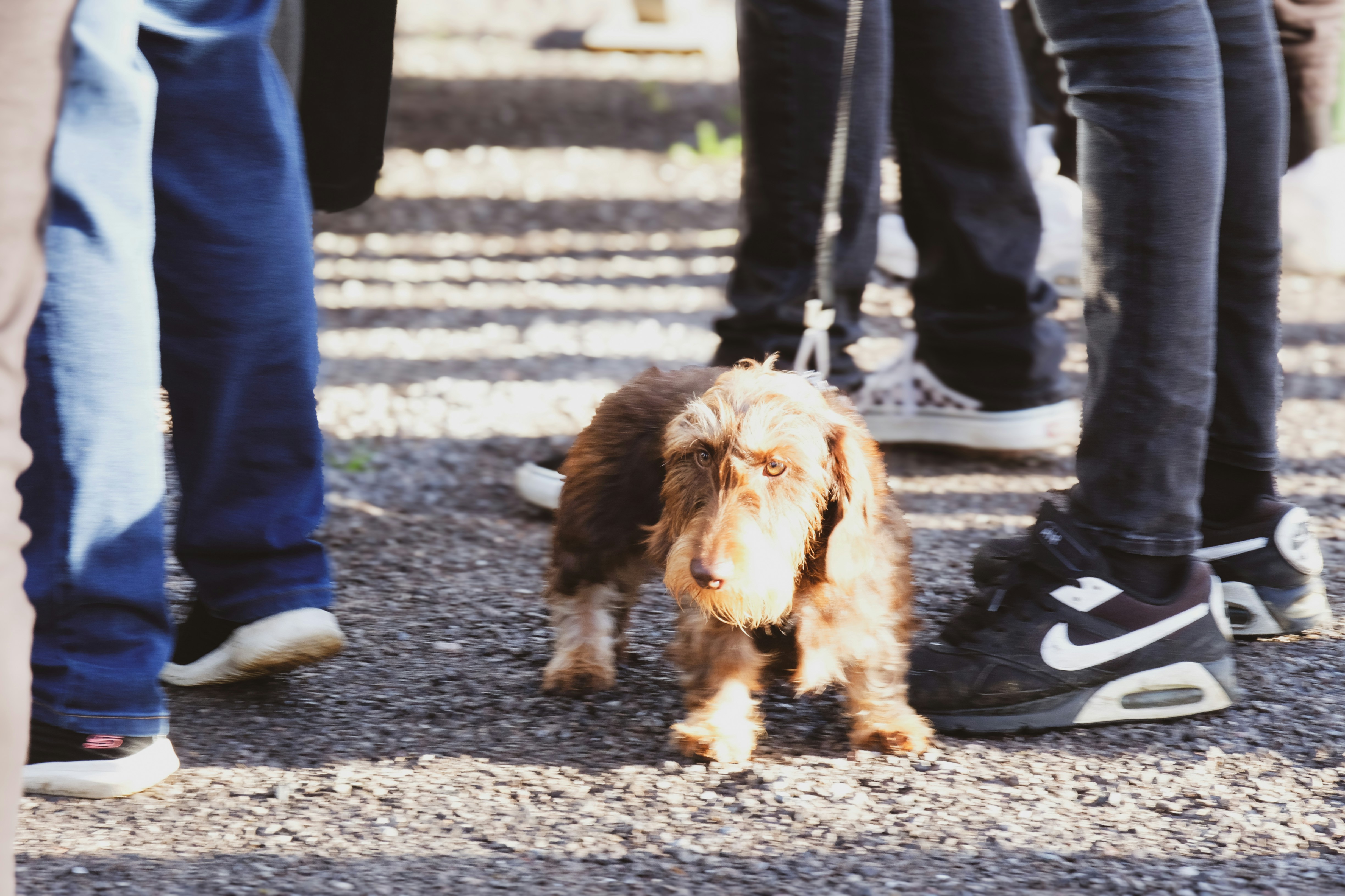 Cute pup at a car show