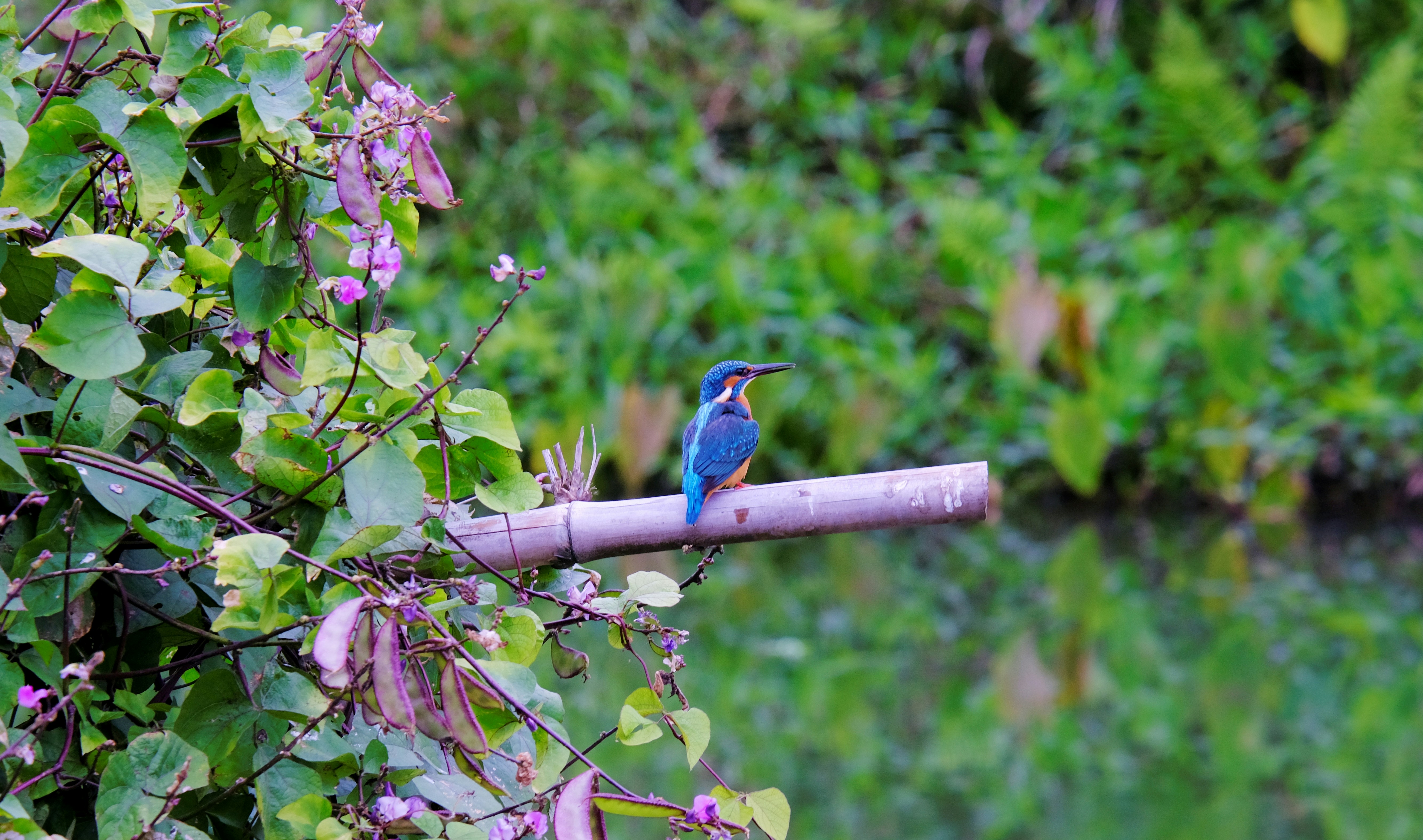 A Kingfisher waiting for its prey.