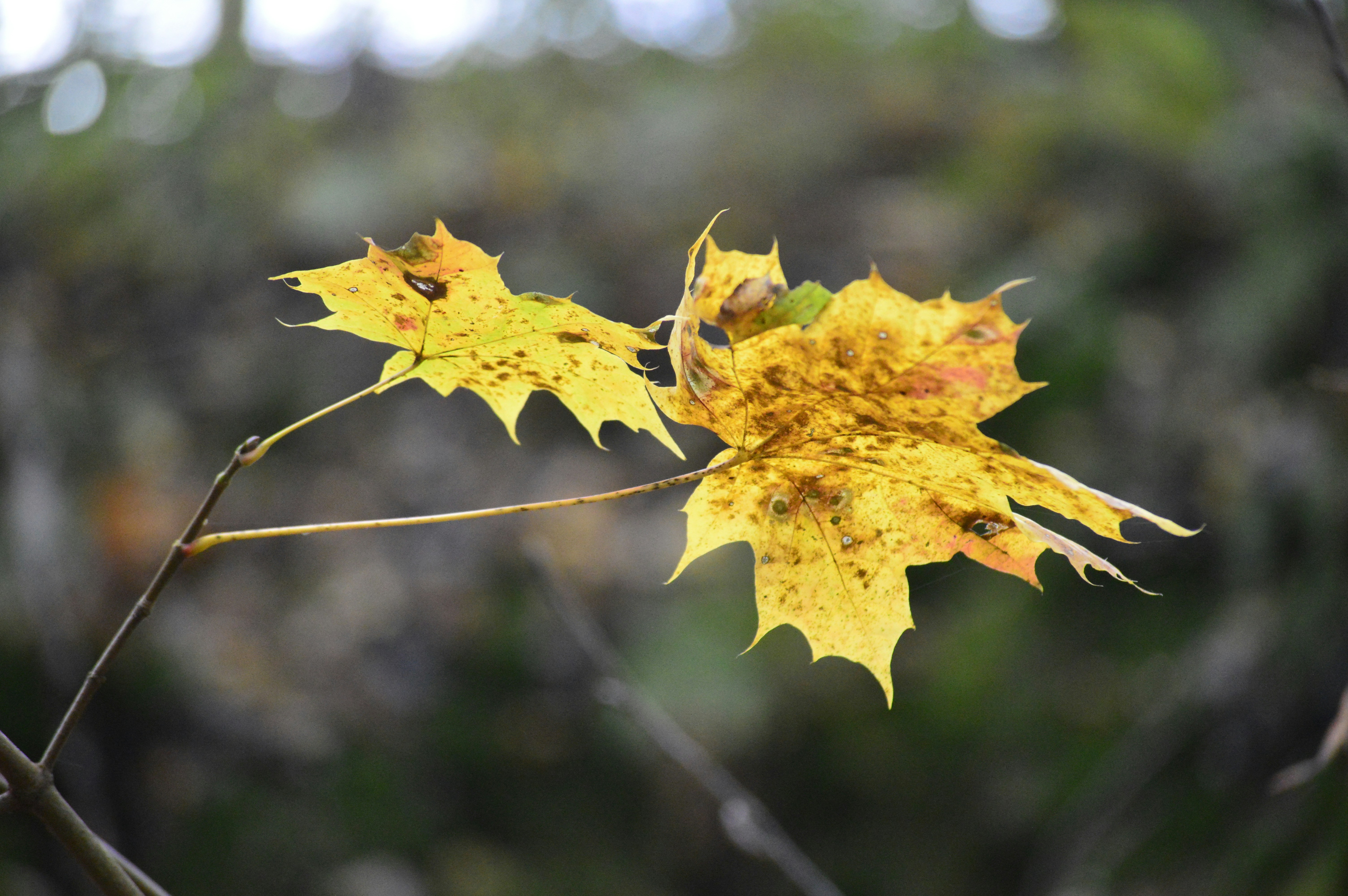 Two Gold Maple Leaves in Quiet Autumn Focus