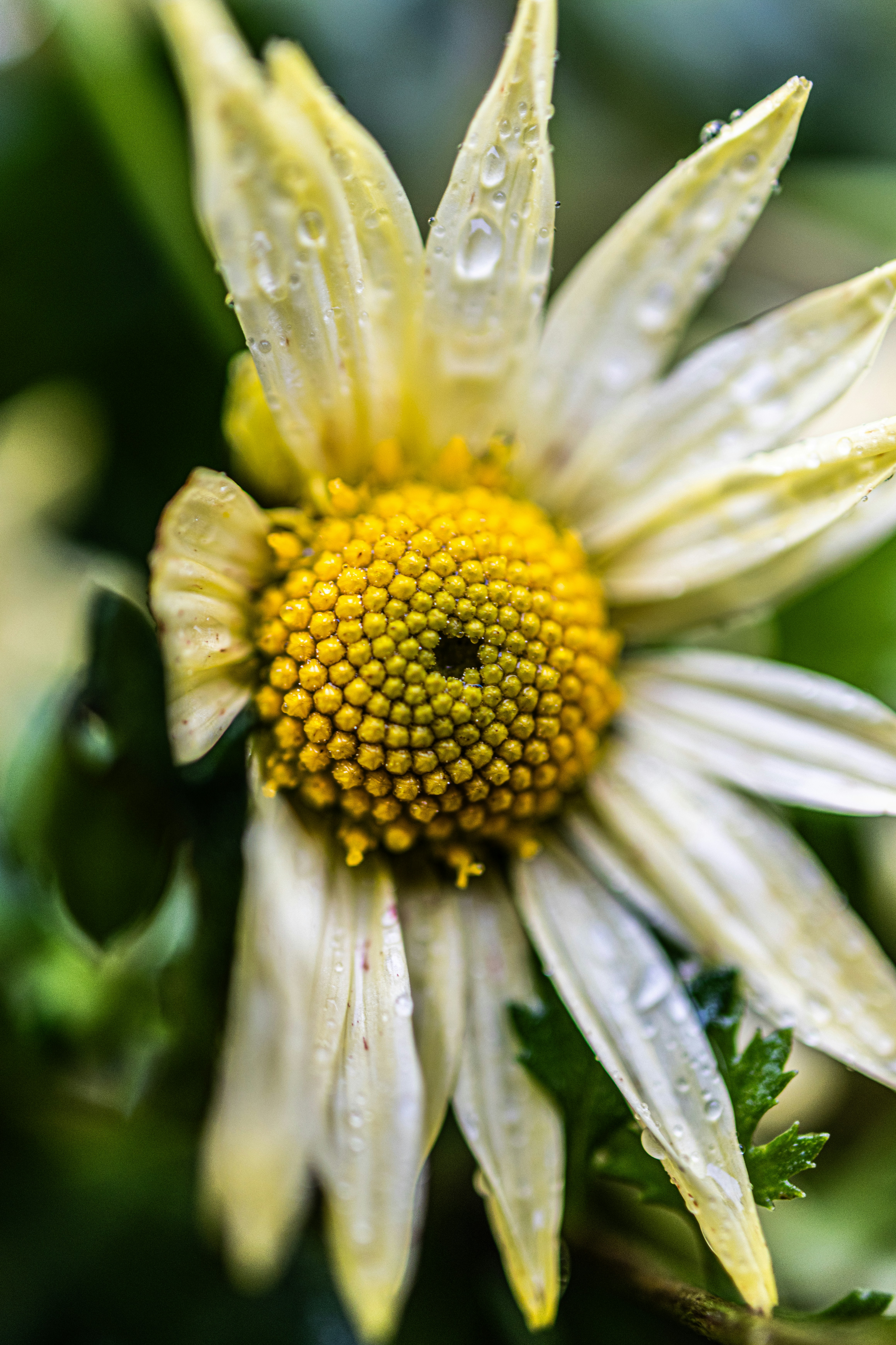 Close-up of a dew-kissed daisy macro, revealing intricate central disk and delicate pale petals
