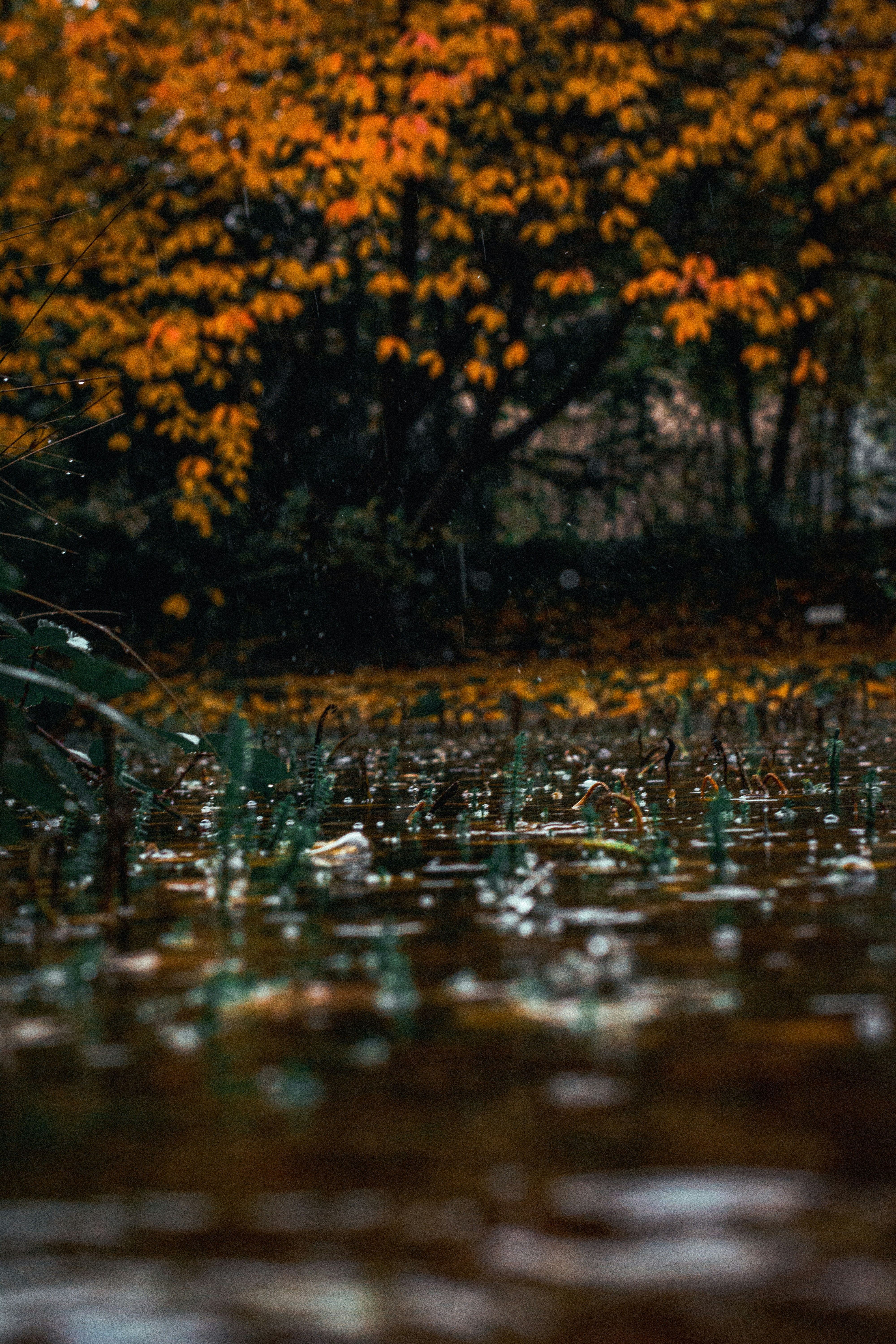 Rain-Kissed Reeds and Autumn Fire Over a Quiet Pond
