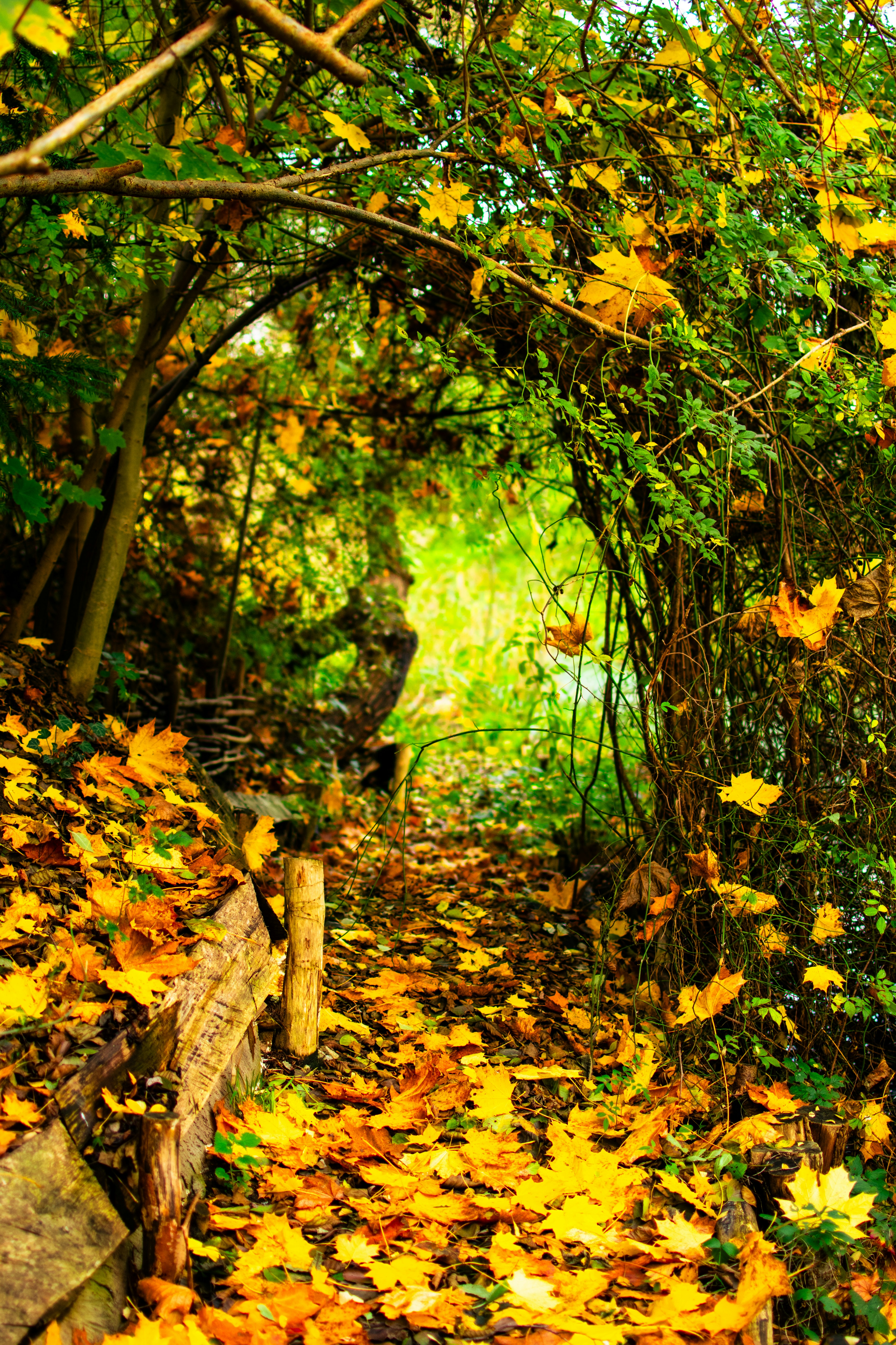 Sunlit Leaf Tunnel: A Golden Autumn Path Under a Canopy