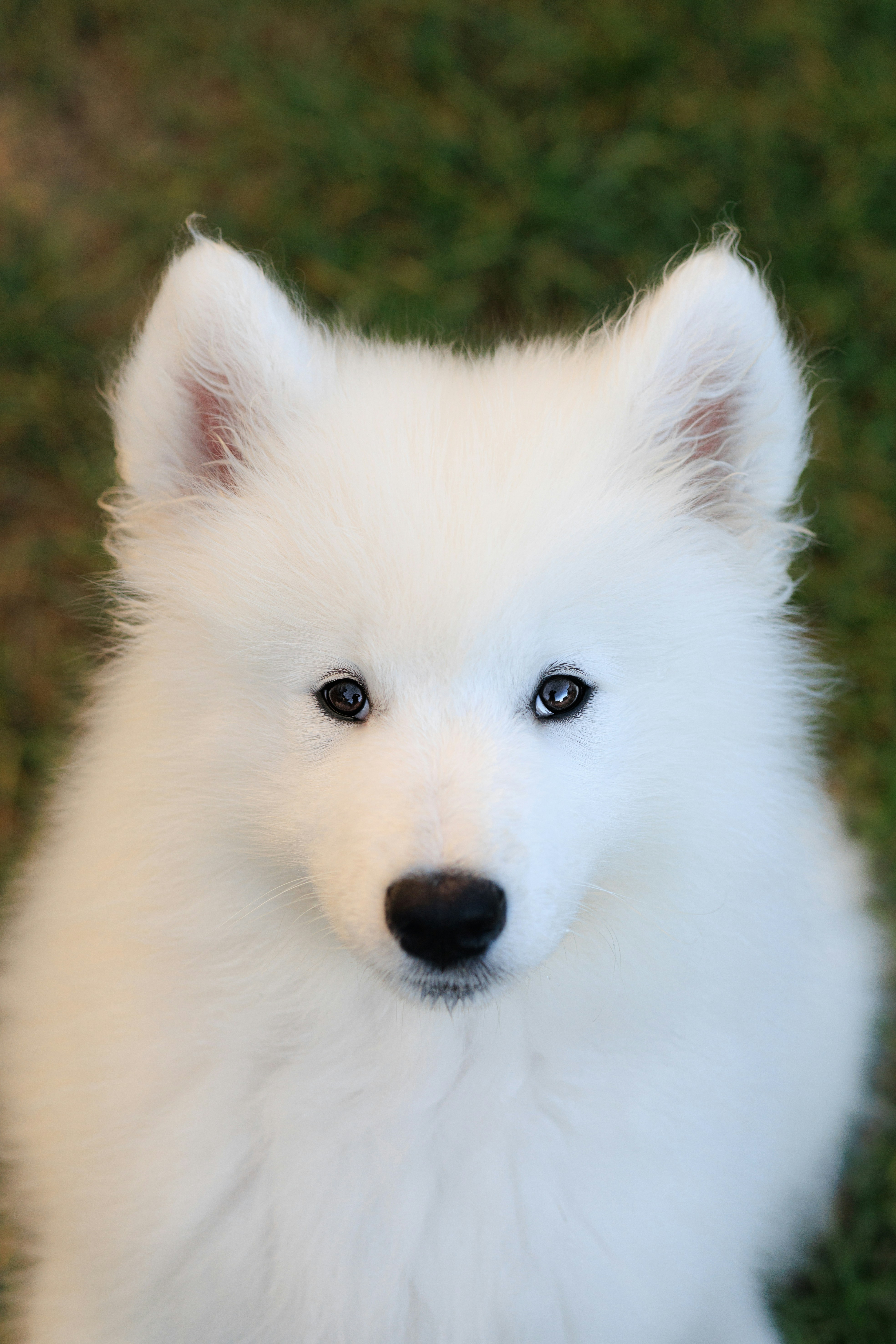 Snowbound Gaze: Portrait of a White Samoyed Pup