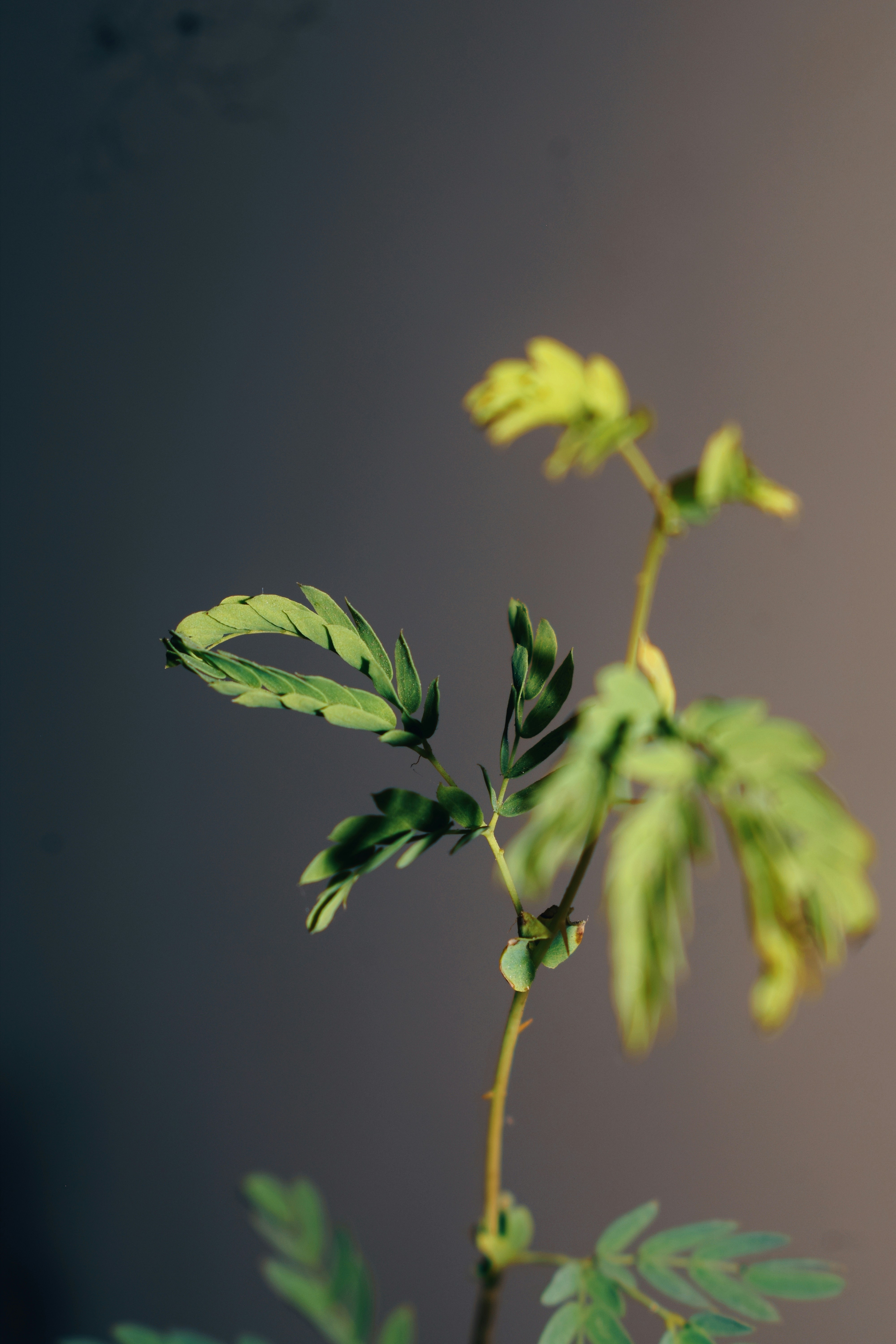Sprig in Velvet Gradient: a Quiet Green Reaches Toward Light