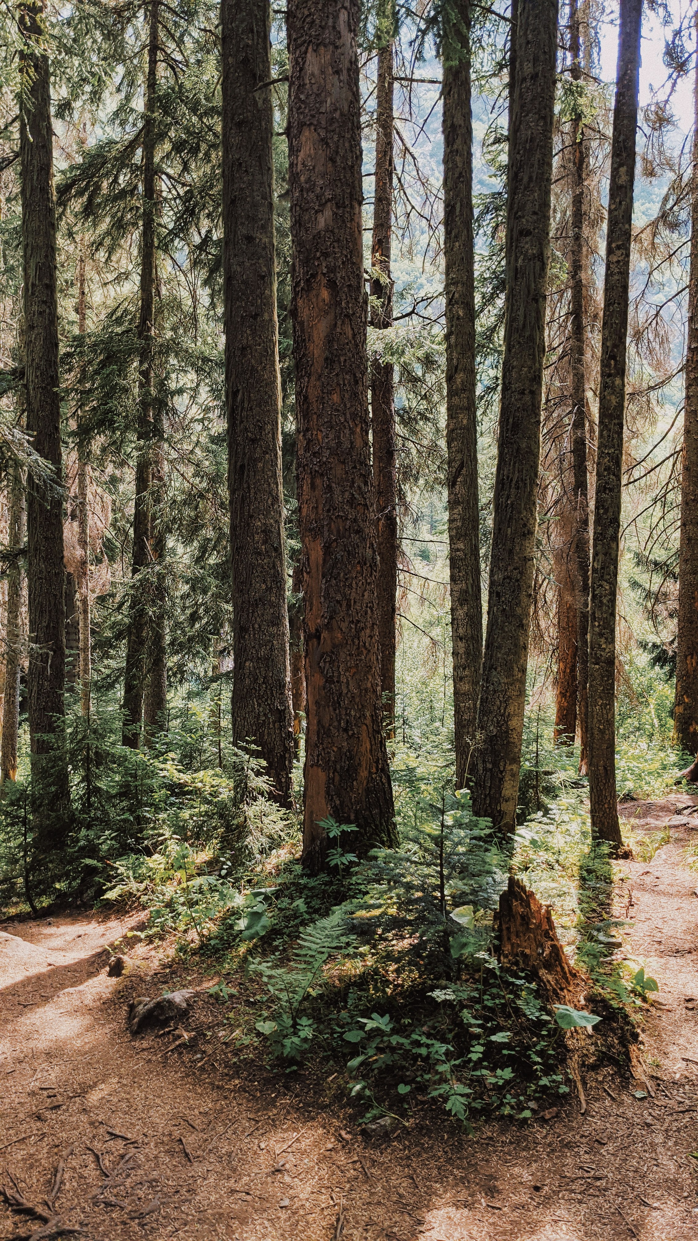 Sunlit Sentinels: A Fern-Woven Path Between Towering Pines